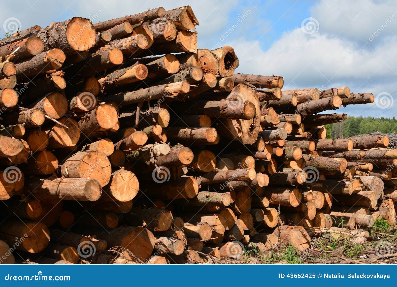 Cut logs stacked stock image. Image of forest, wood, logstack - 43662425