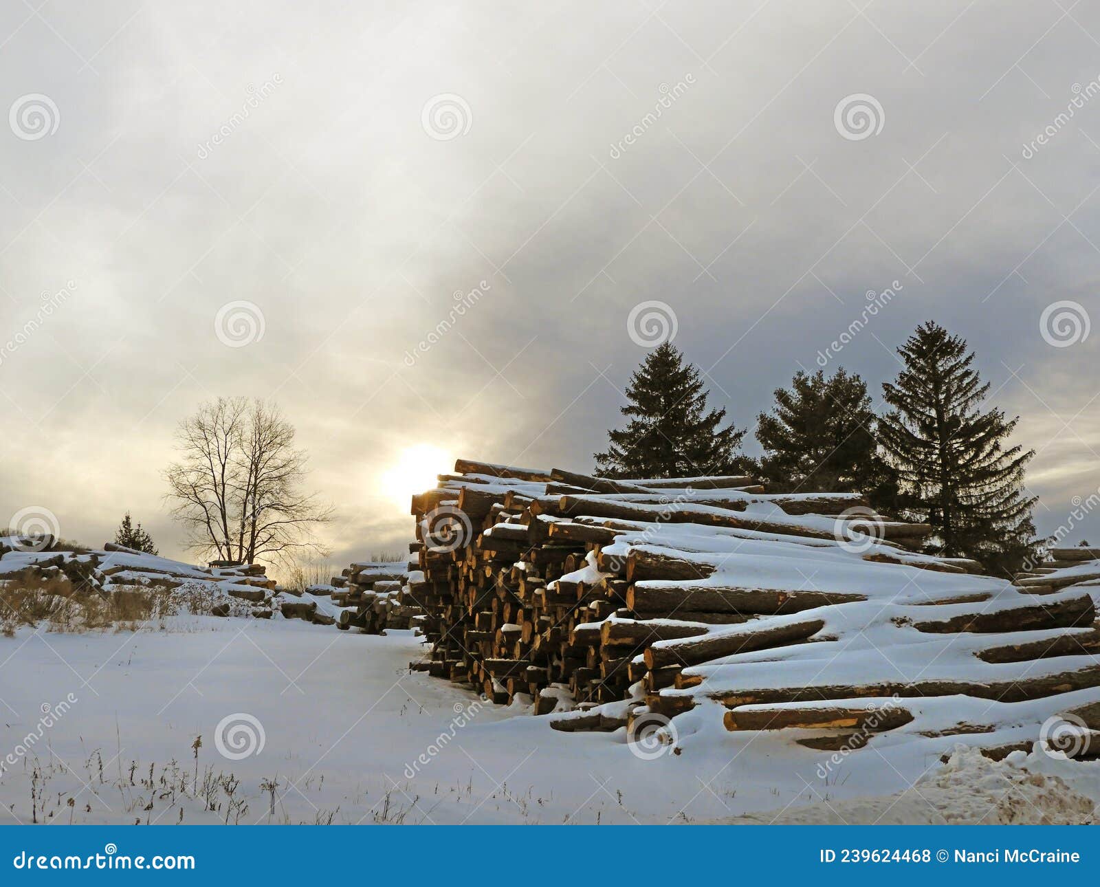 Timber Logs Cut and Stacked Up Under Winter Sunset Stock Photo - Image ...