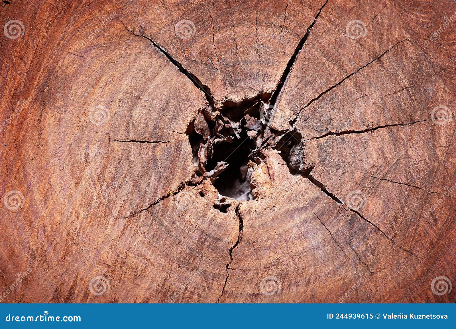 A Cut of a Mahogany Tree Trunk Stock Image - Image of outdoor ...