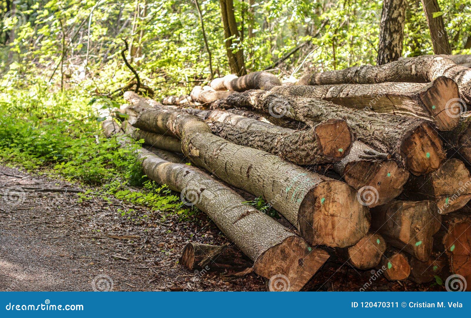 Cut and marked tree logs stock image. Image of environment - 120470311
