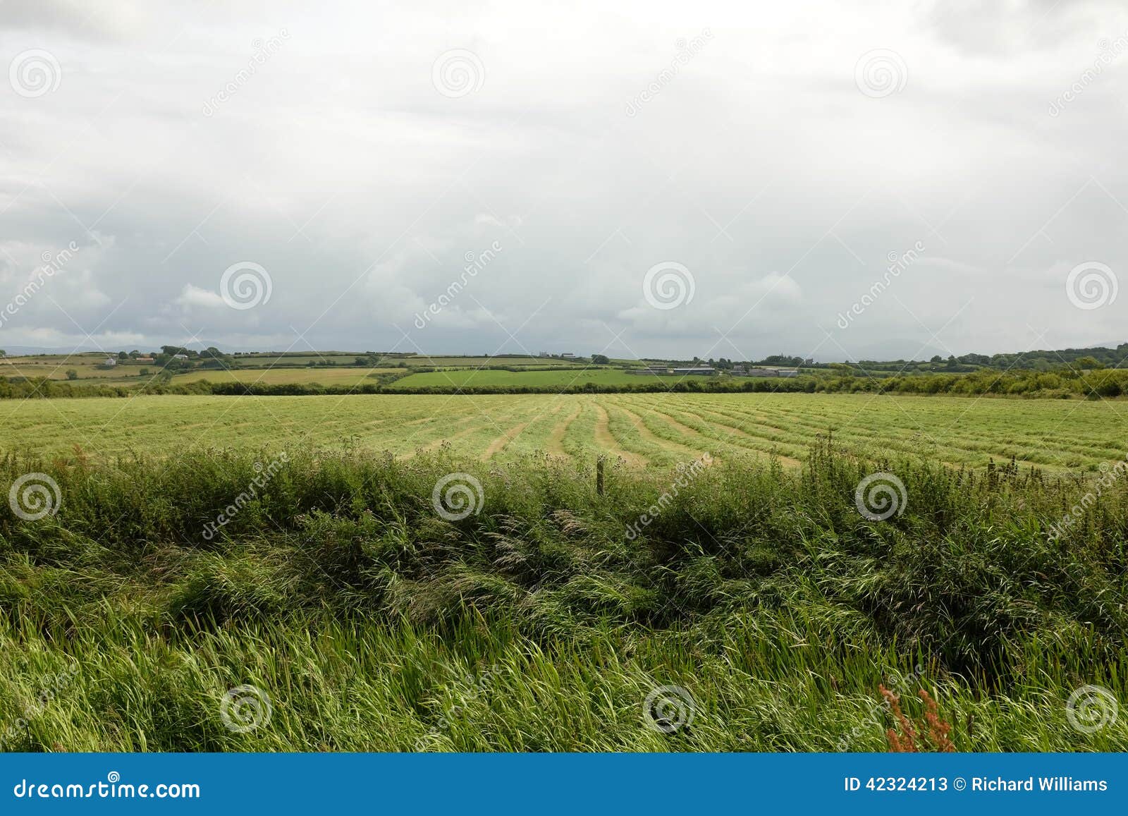 Cut meadow grass. stock image. Image of environment, land - 42324213