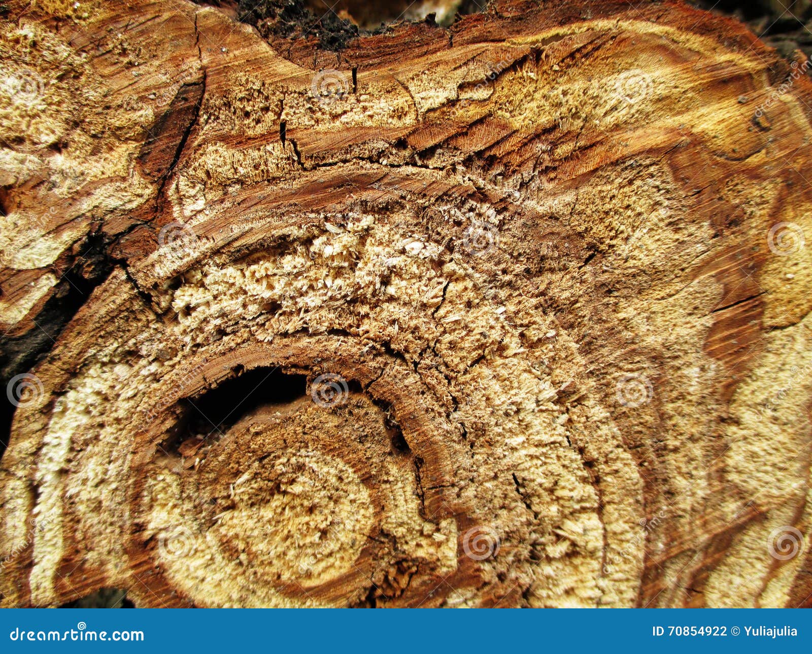 The Cut of Mouldering Tree Stump Stock Photo - Image of annual, process ...