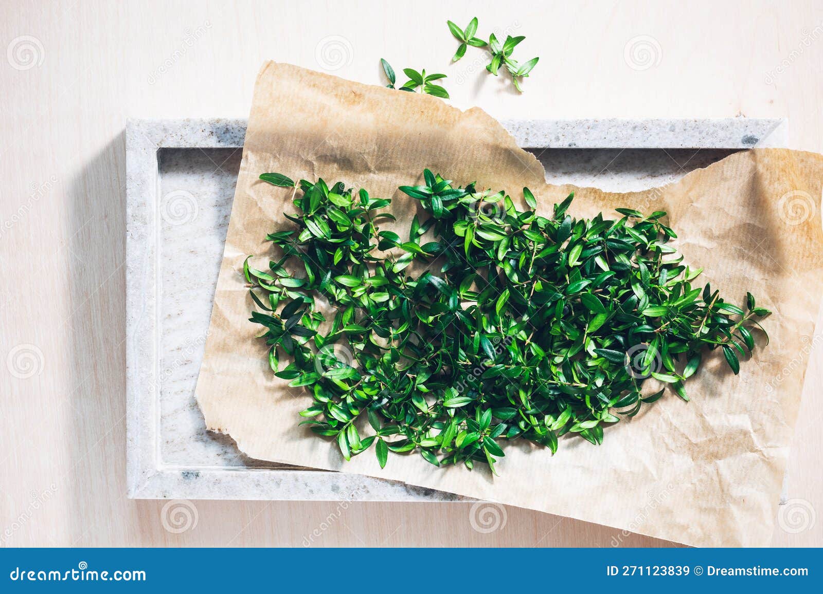 Cut myrtle leaves on paper stock image. Image of ingredient - 271123839