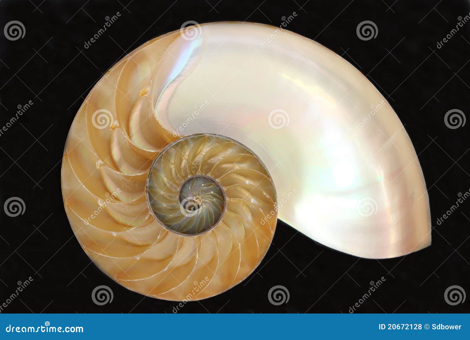 A Cut Nautilus Shell Isolated on Black Stock Photo - Image of shell ...