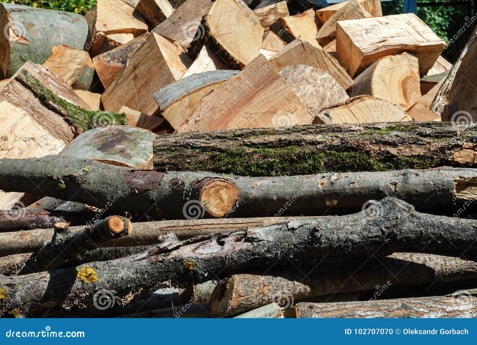 Cut Oak and Beech Trees for Harvesting for the Winter Stock Photo ...