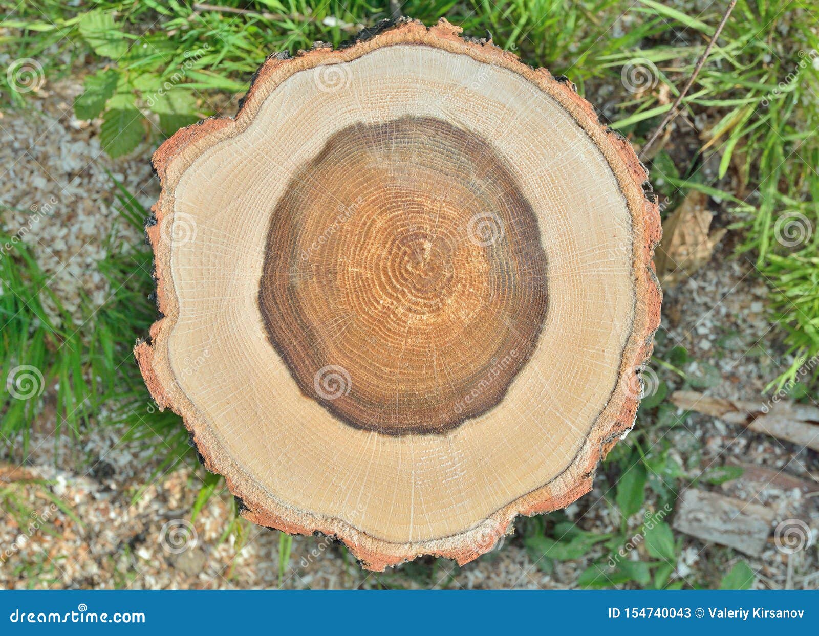 Cut of oak 4 stock image. Image of forest, outdoor, natural - 154740043
