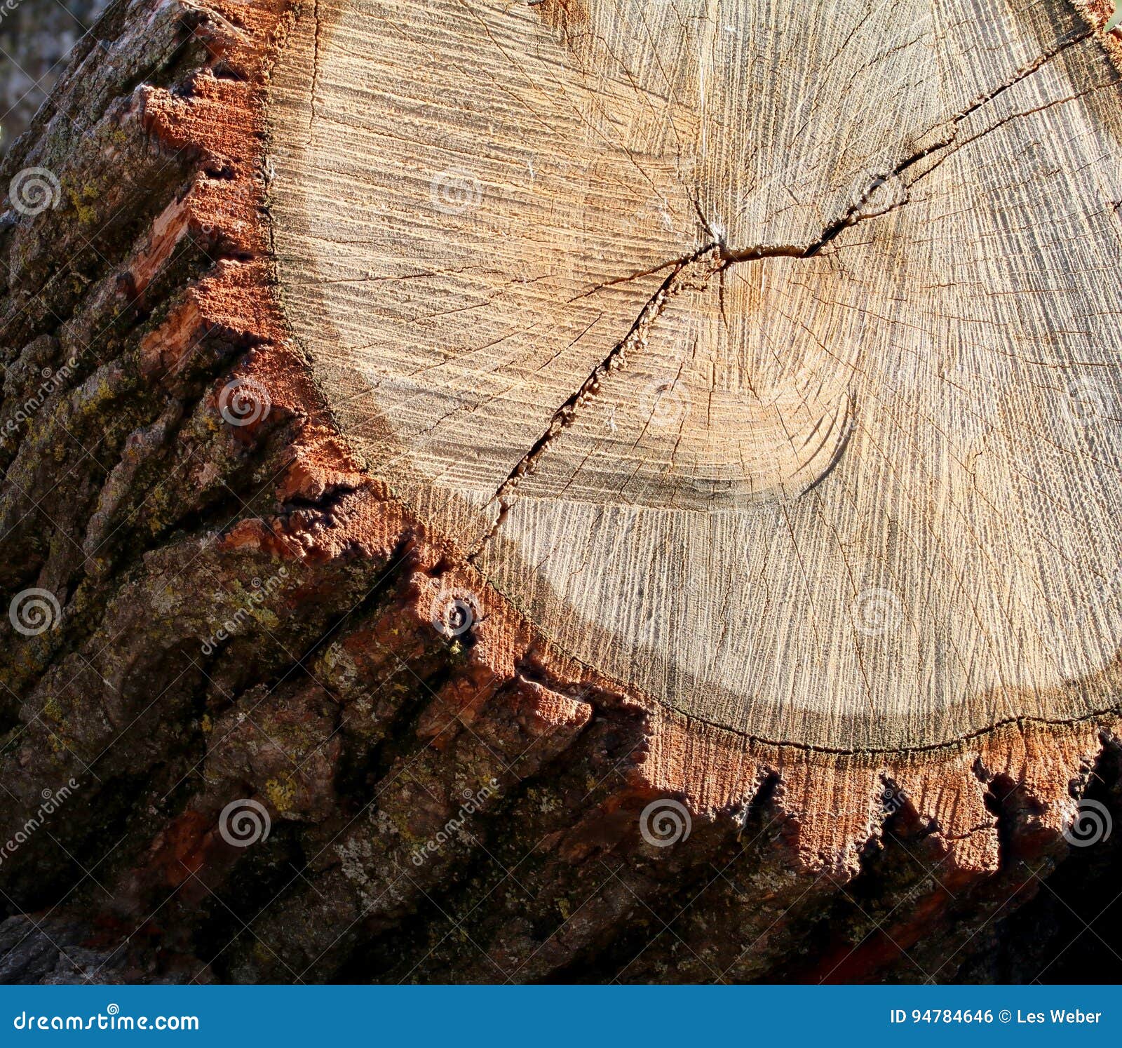 Cut Oak Log Cross Section stock photo. Image of cross - 94784646