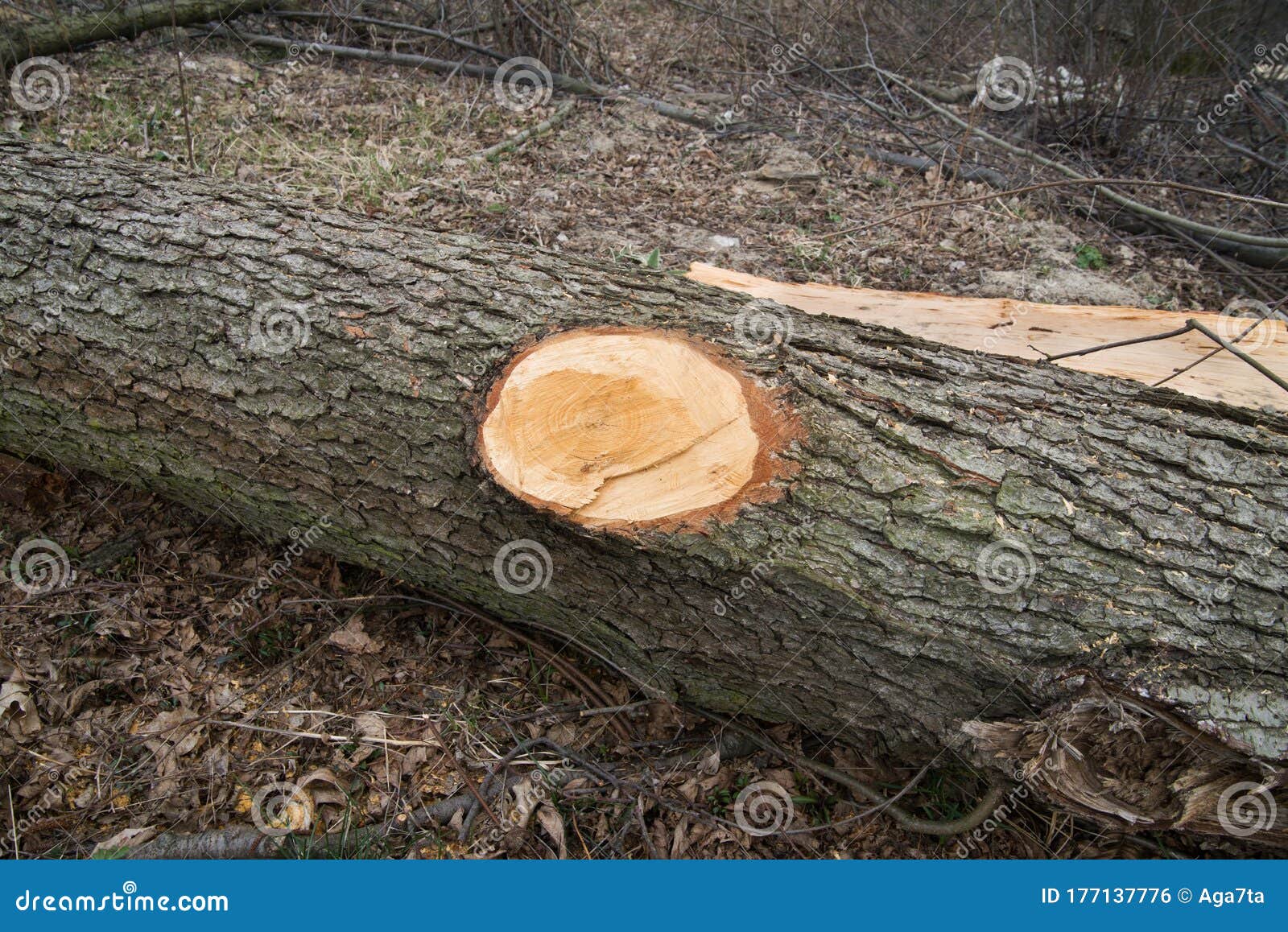 Cut oak tree closeup stock photo. Image of rough, destruction - 177137776