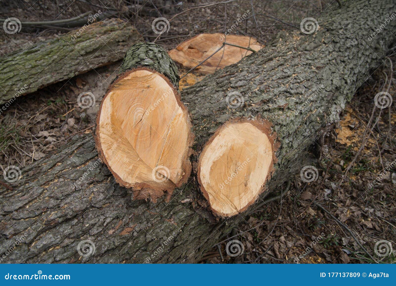 Cut oak tree closeup stock image. Image of environmental - 177137809