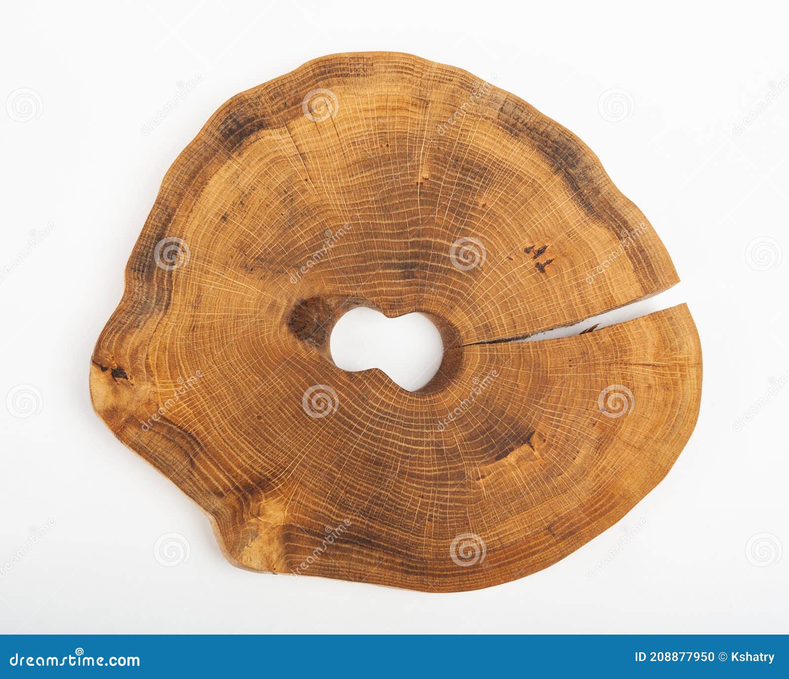 Cut of an oak tree stock photo. Image of texture, closeup - 208877950