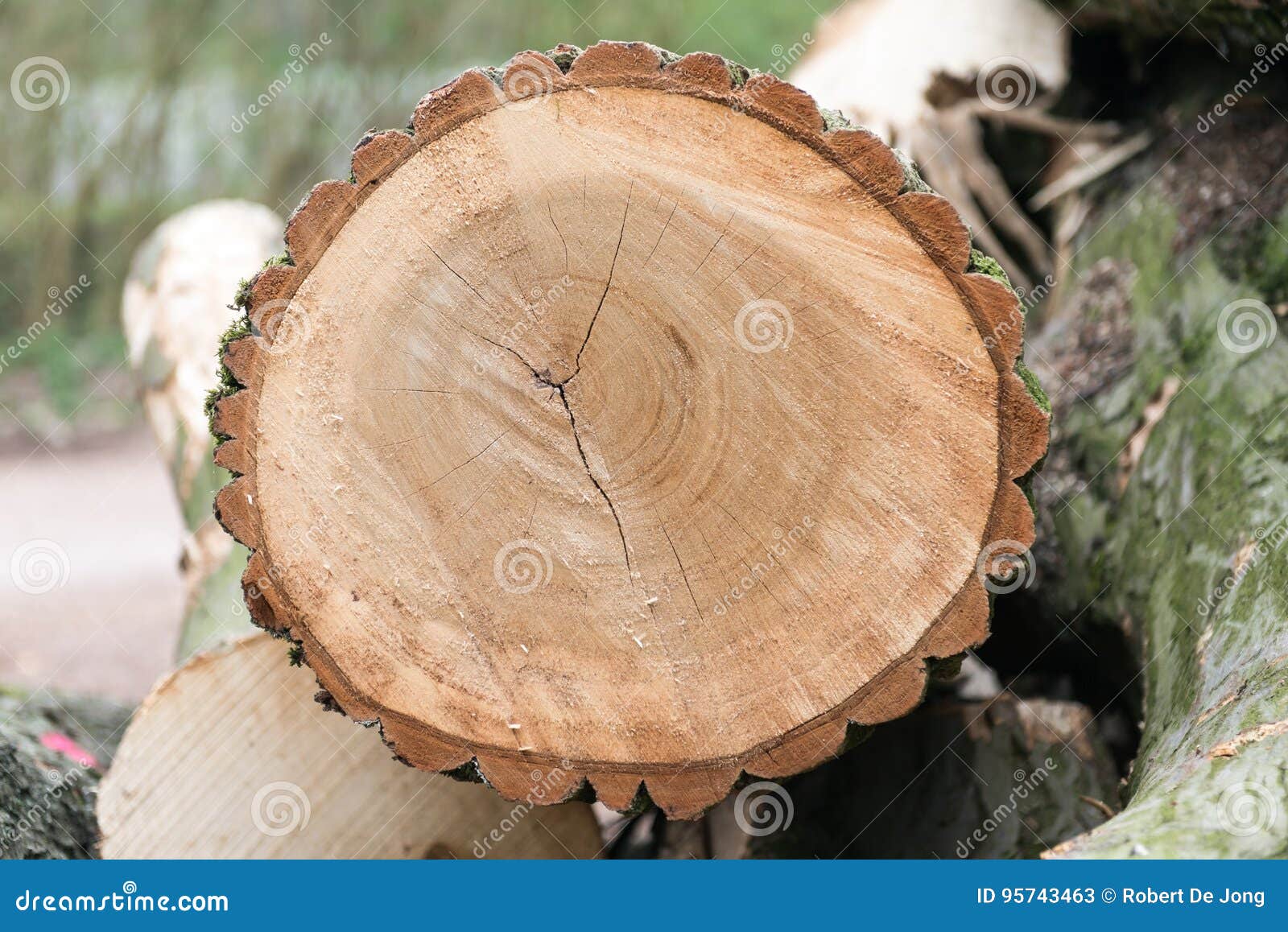 Cut of an oak tree stock image. Image of stump, brown - 95743463
