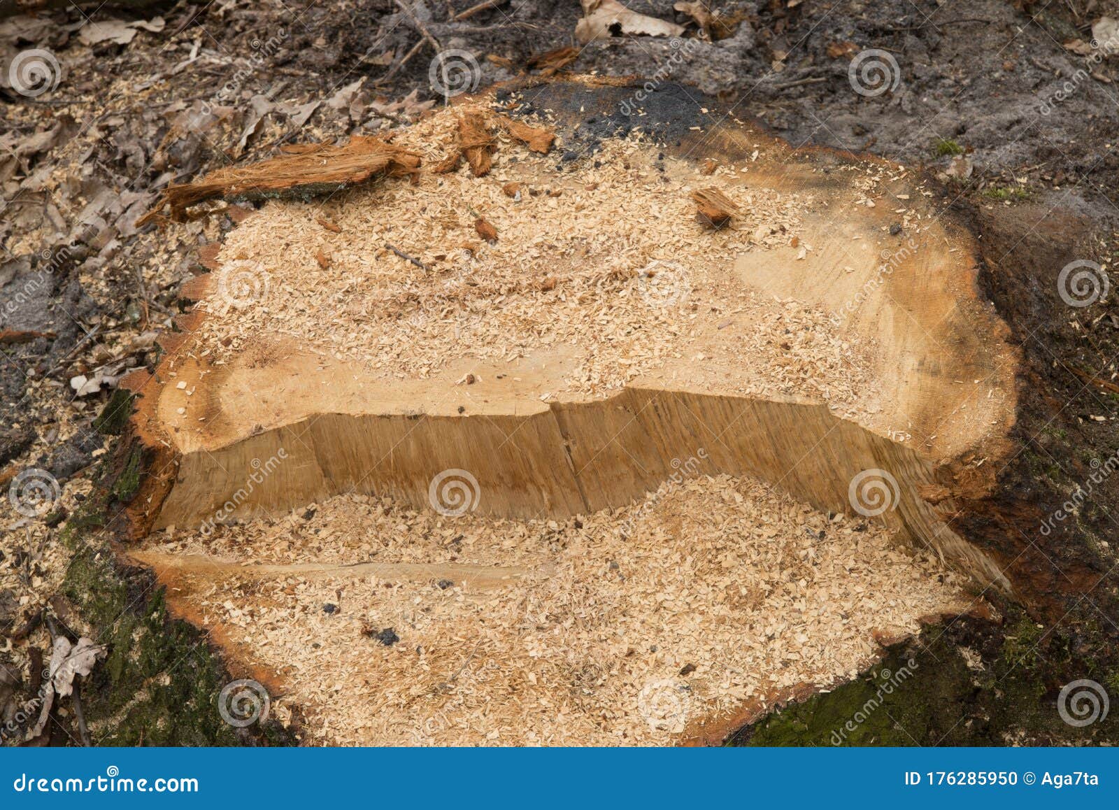 Cut Oak Tree Stump in Forest Stock Photo - Image of annual, detail ...