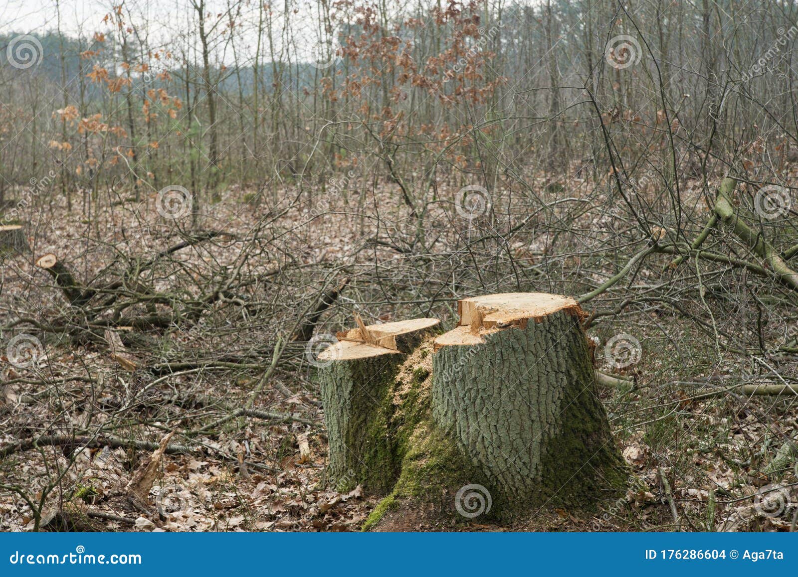 Cut Oak Tree Stump in Forest Stock Photo - Image of hardwood, lumber ...