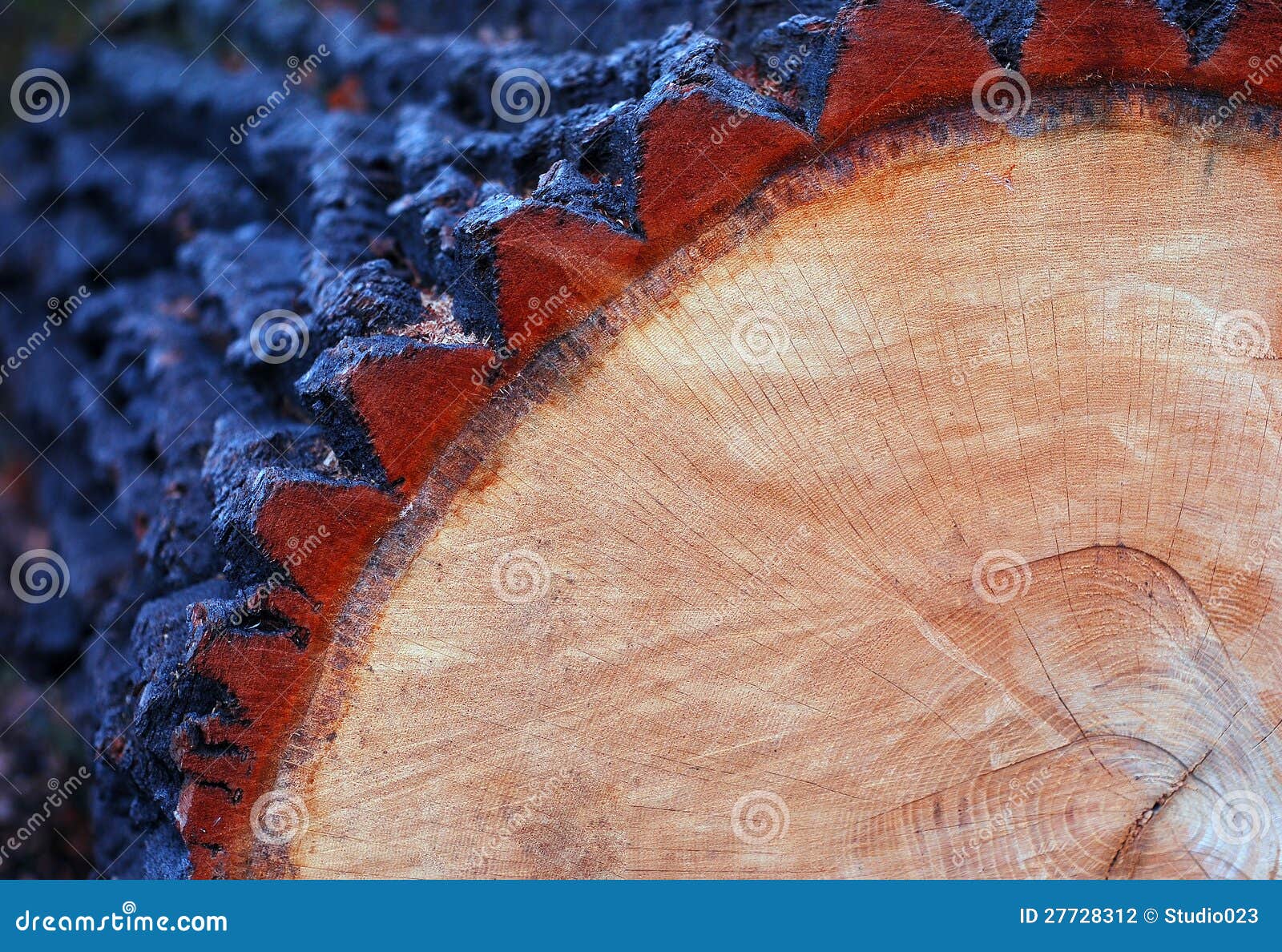 Cut oak trunk stock photo. Image of pattern, firewood - 27728312