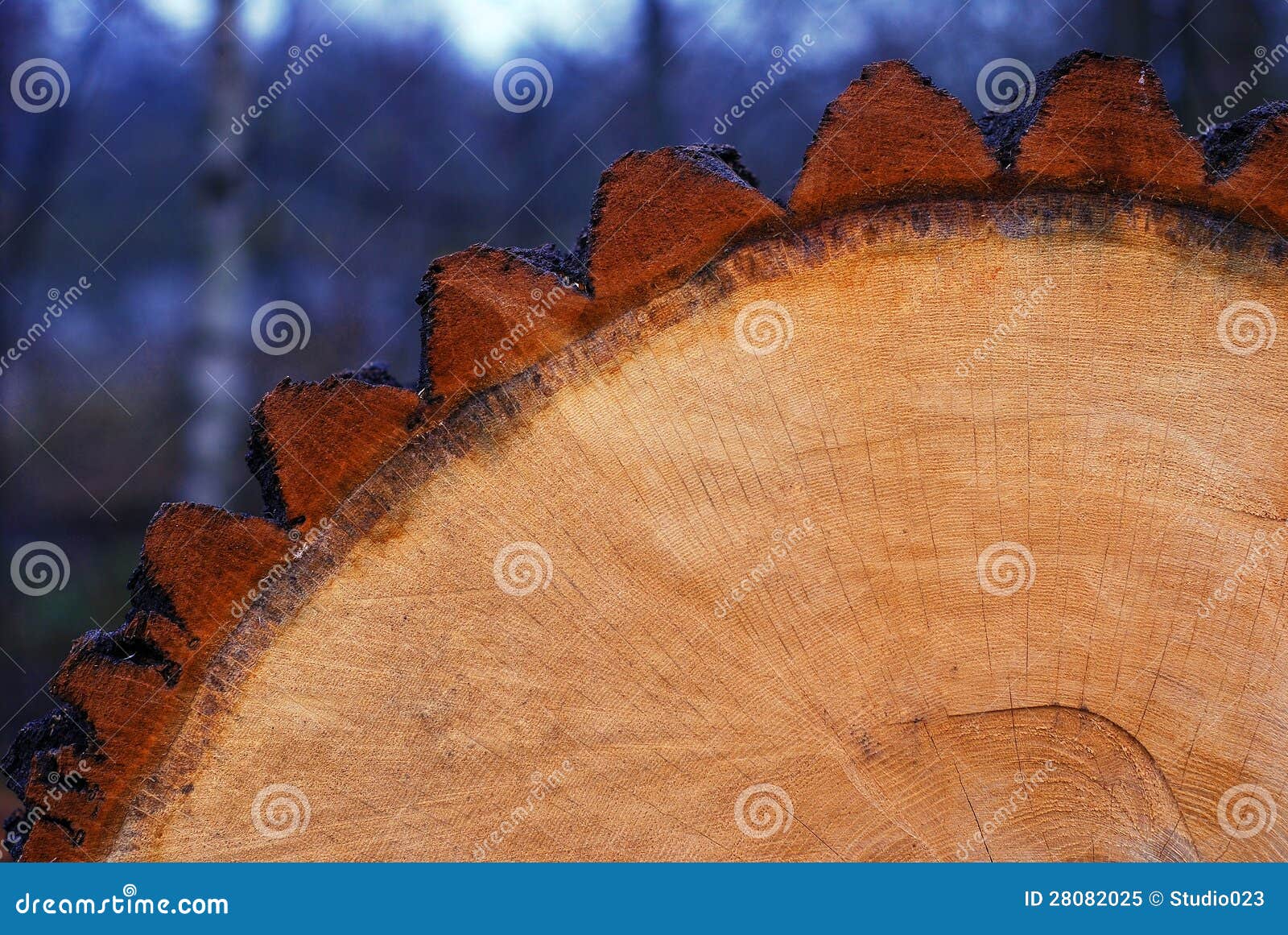 Cut oak trunk stock image. Image of plant, circle, natural - 28082025
