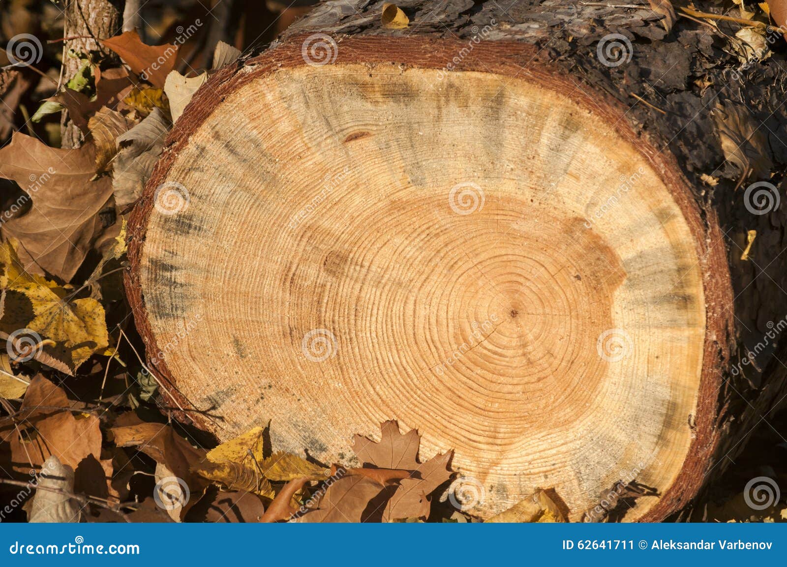 Cut oak trunk stock image. Image of october, park, fall - 62641711