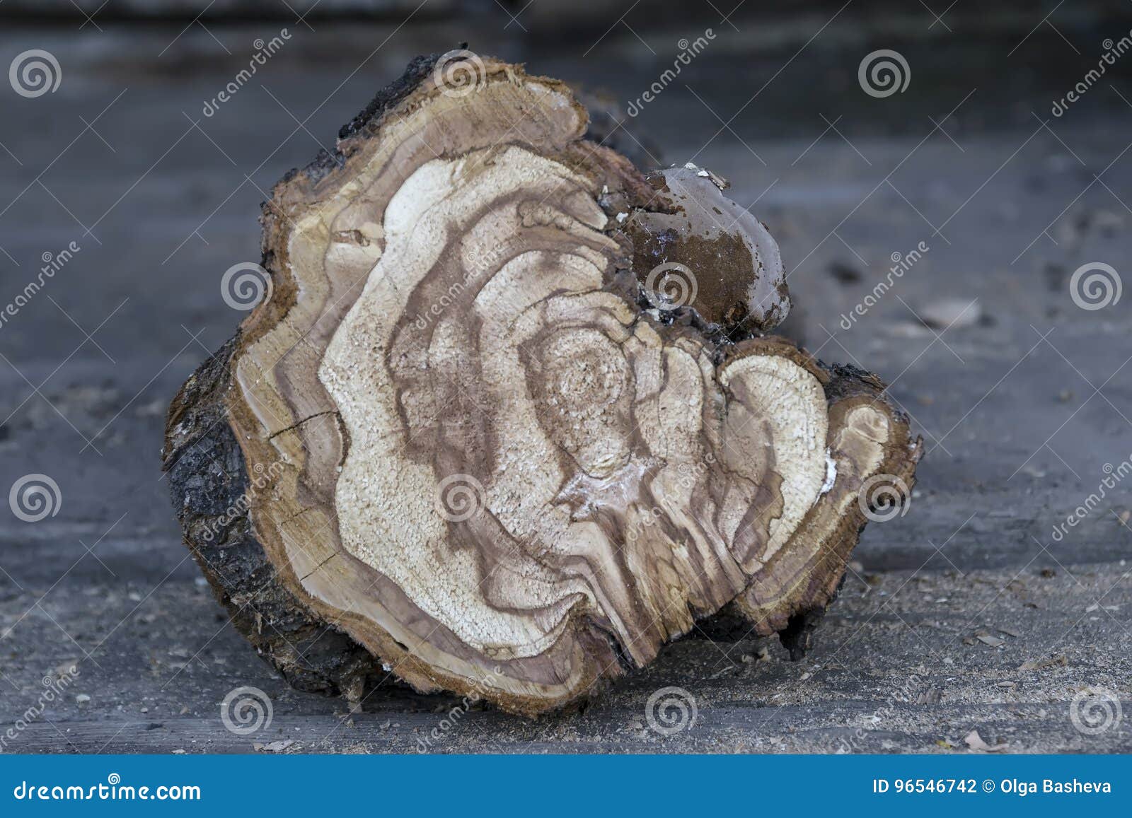 The Cut Off the Tree. Closeup of a Timber Log Stock Photo - Image of ...