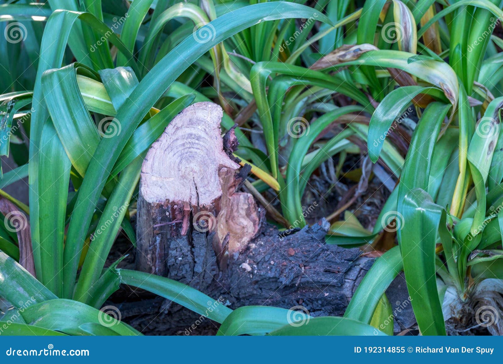 Cut Off Tree Isolated in Green Leaves Stock Image - Image of stump ...