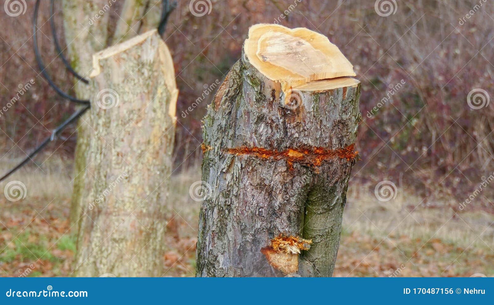 Cut Old Apple Tree in an Orchard Stock Photo - Image of garden, natural ...