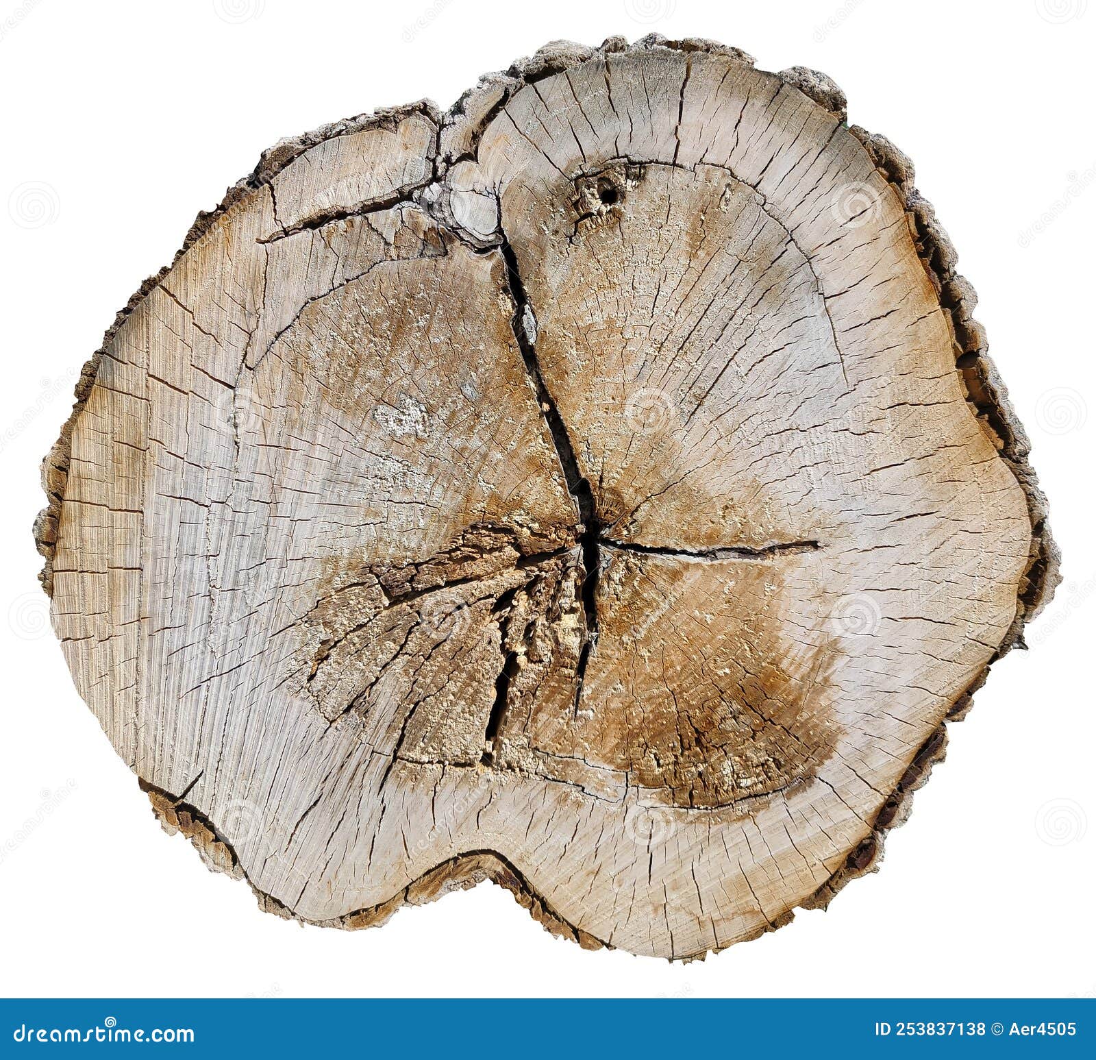Cut of an Old Cracked Tree Trunk Stock Photo - Image of white, trunk ...