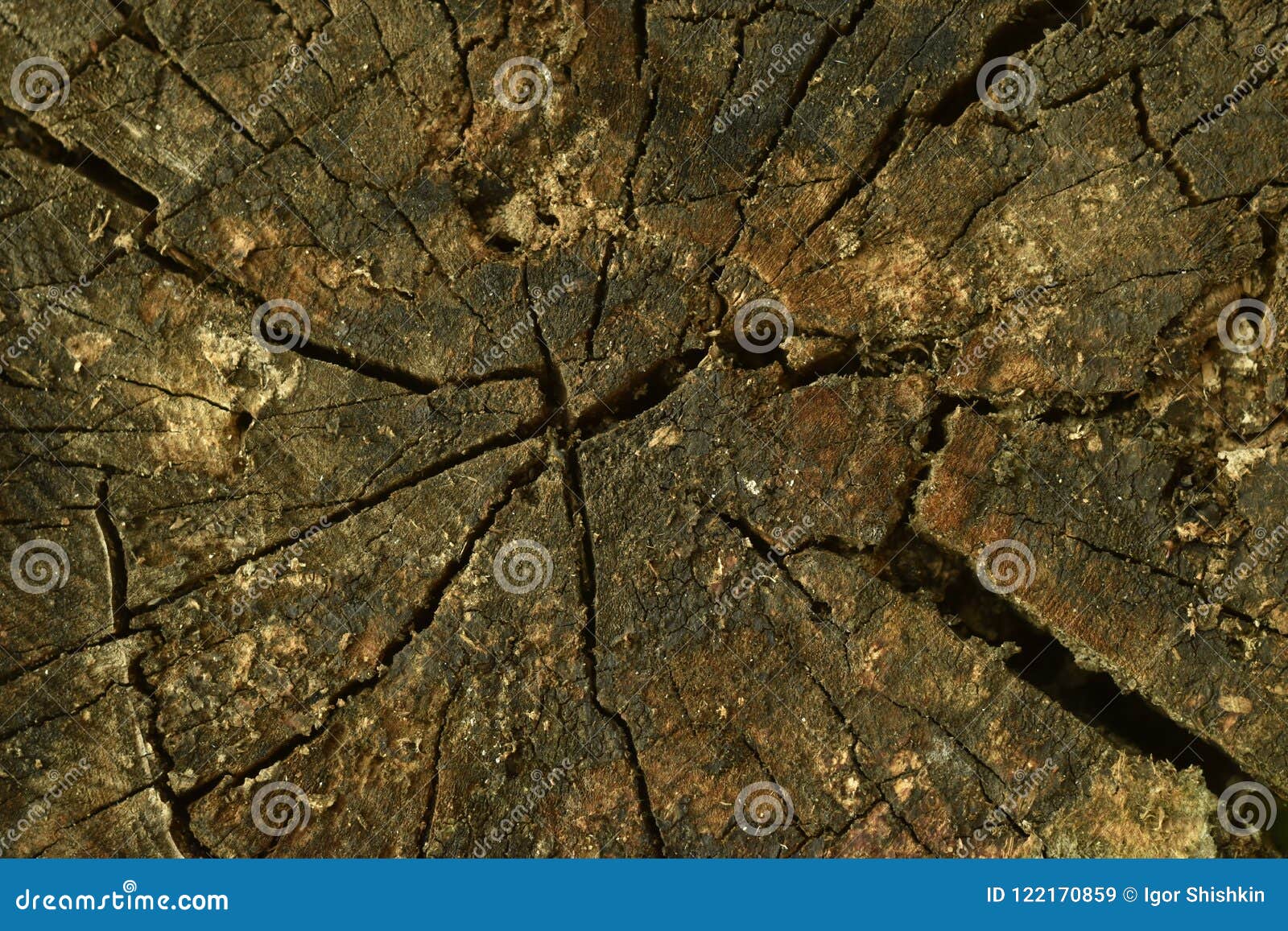 Cut of old dry tree stock image. Image of tree, fracture - 122170859