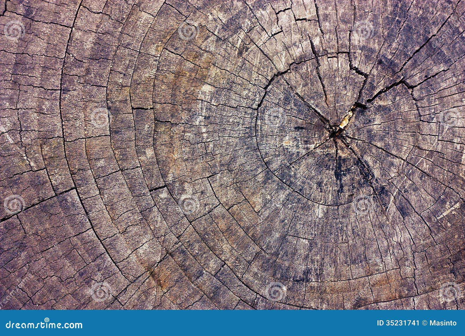 Cut of old dry tree stock image. Image of wood, cracked - 35231741