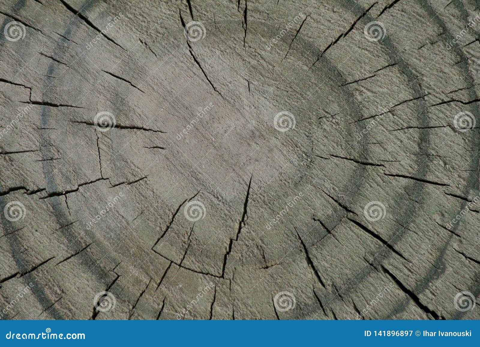 A Cut of an Old Log with Cracks Close-up Stock Image - Image of stump ...