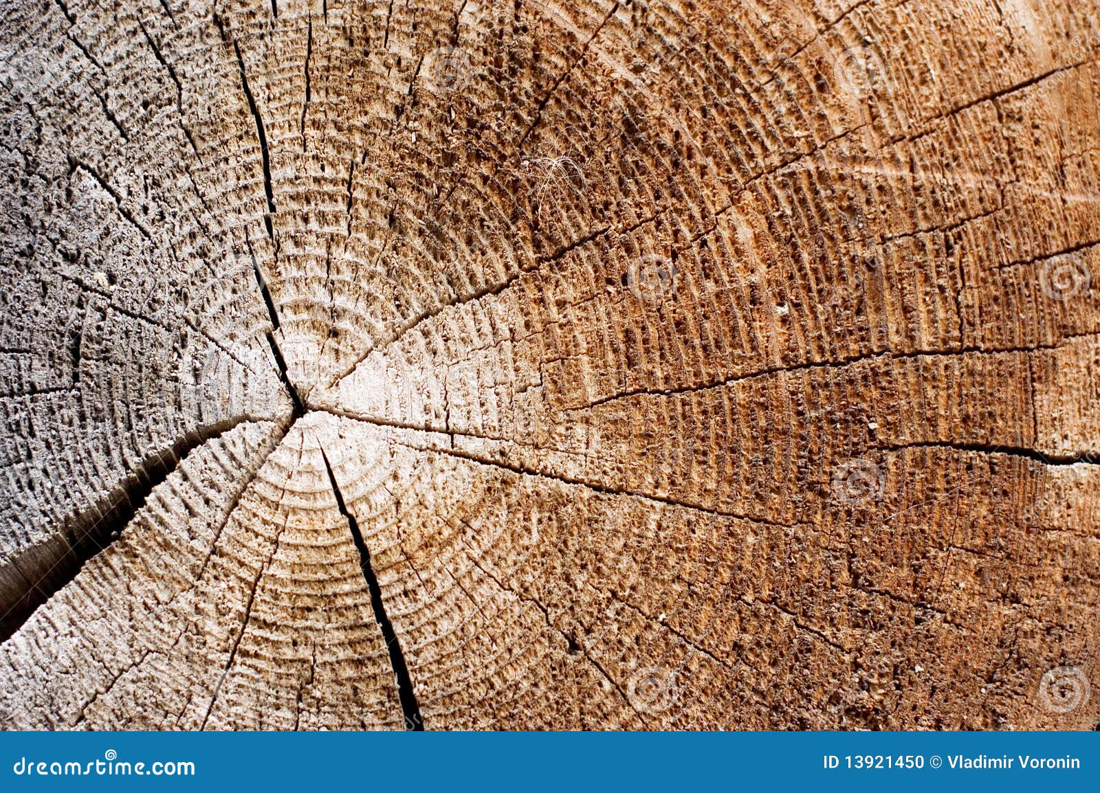 Cut Tree. Close-up. Wood Texture. An Unusual Cut Of A Tree. Background ...