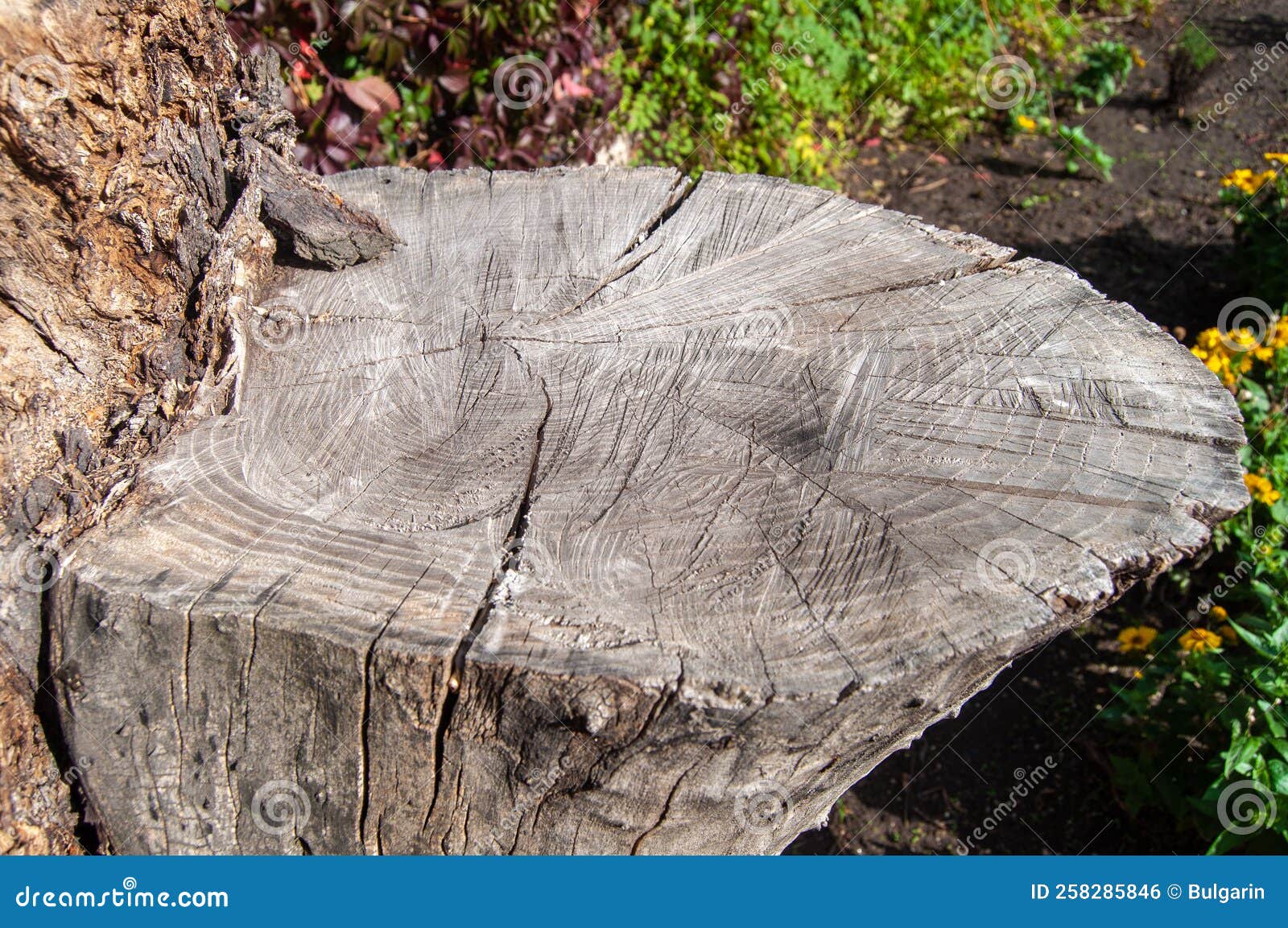 Cut of an old tree stock photo. Image of trunk, glade - 258285846