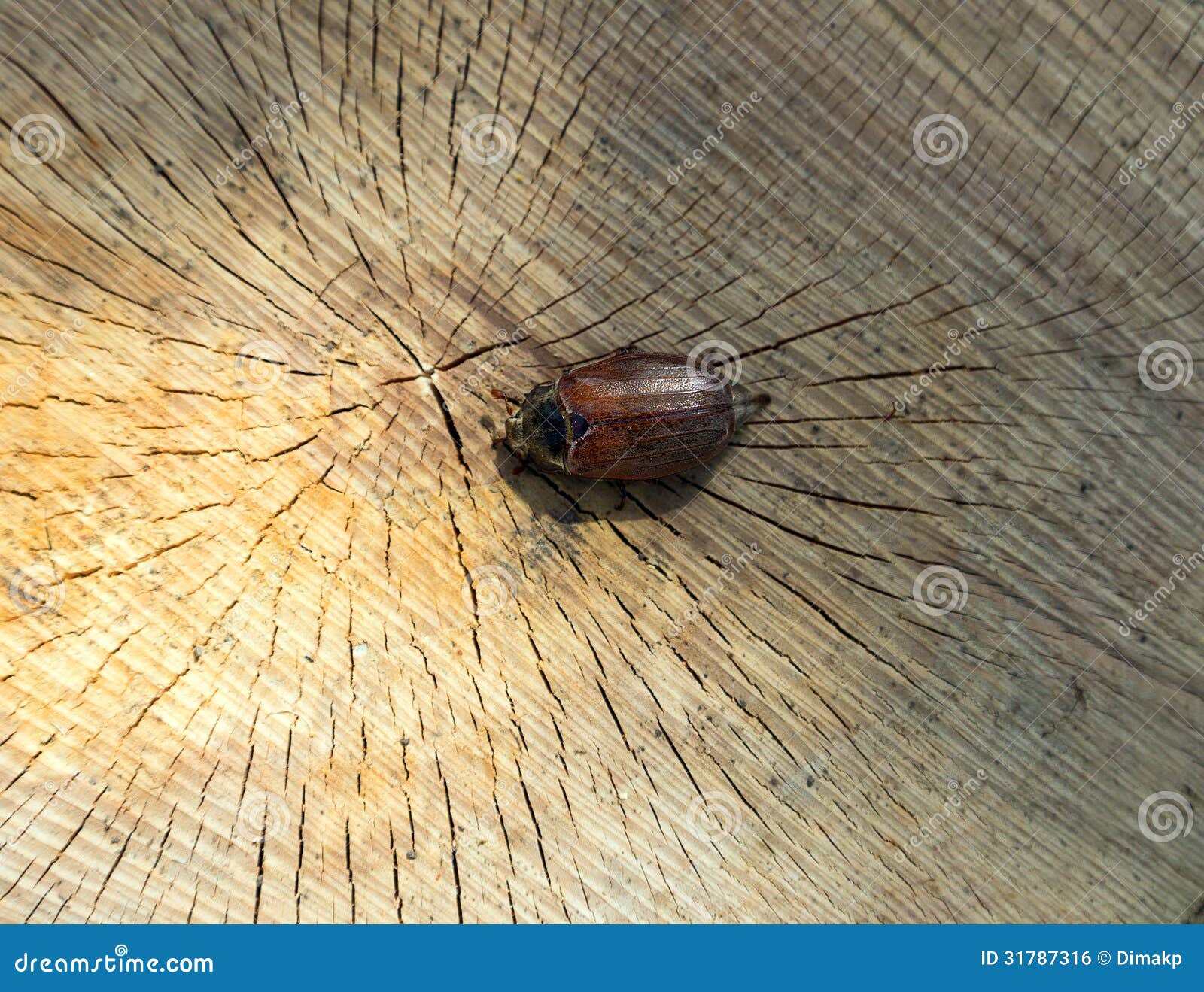 Cut the Old Tree Stump Beetle Stock Photo - Image of rings, concentric ...