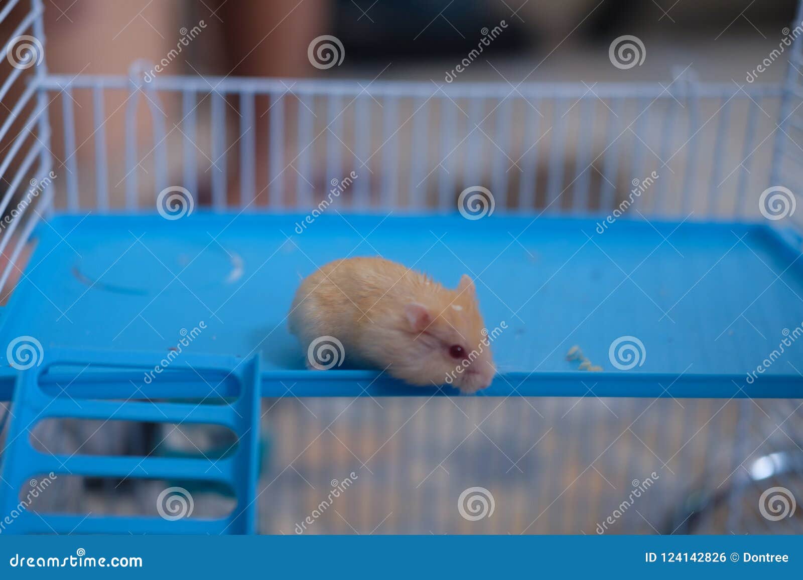 Cut Hamster in Plastic Blue Cage Stock Photo - Image of animal, looking ...