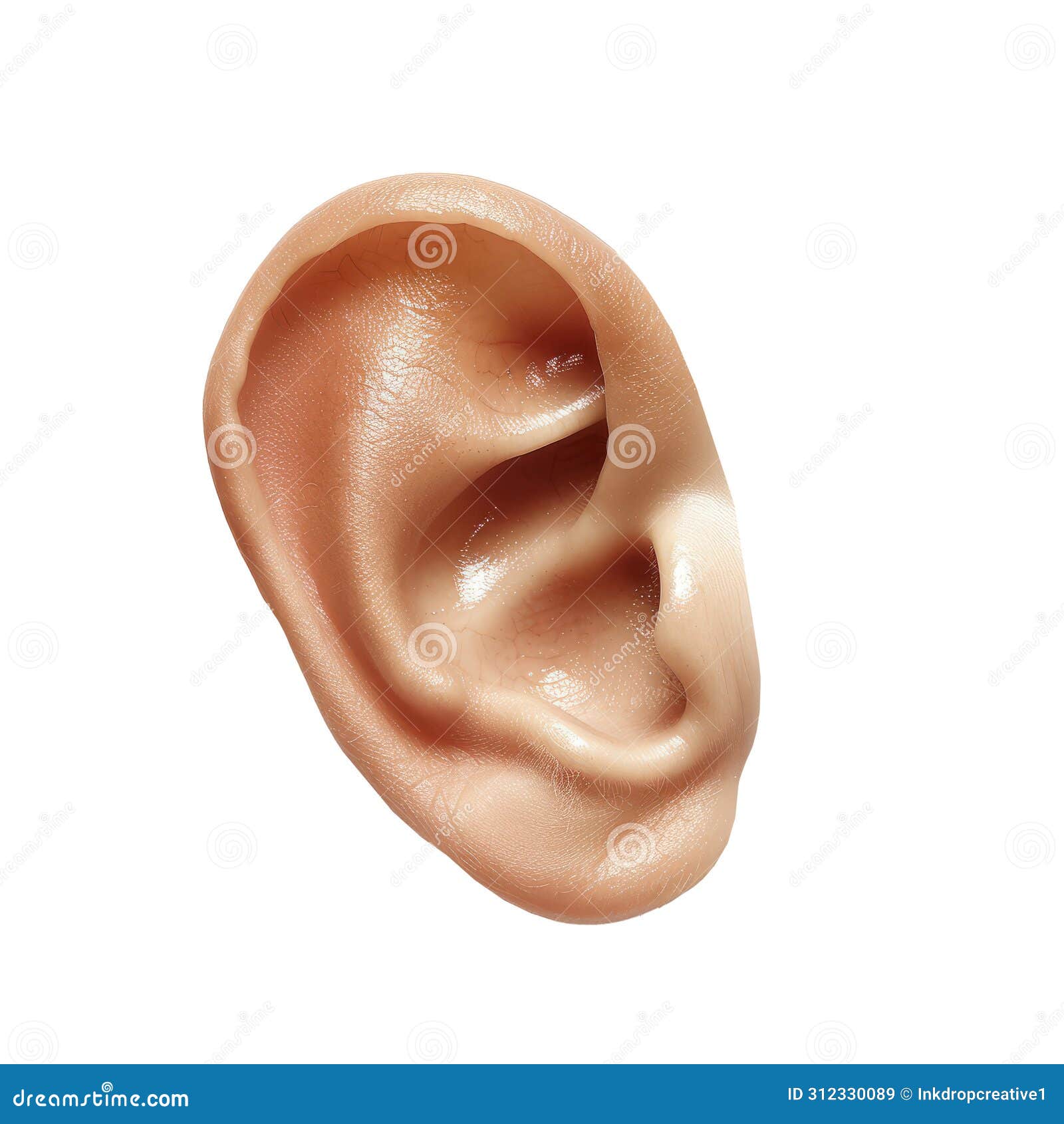 A Cut Out Ear Isolated on a Plain Background Stock Illustration ...