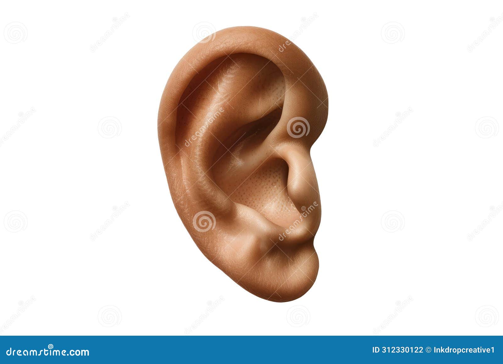 A Cut Out Ear Isolated on a Plain Background Stock Illustration ...