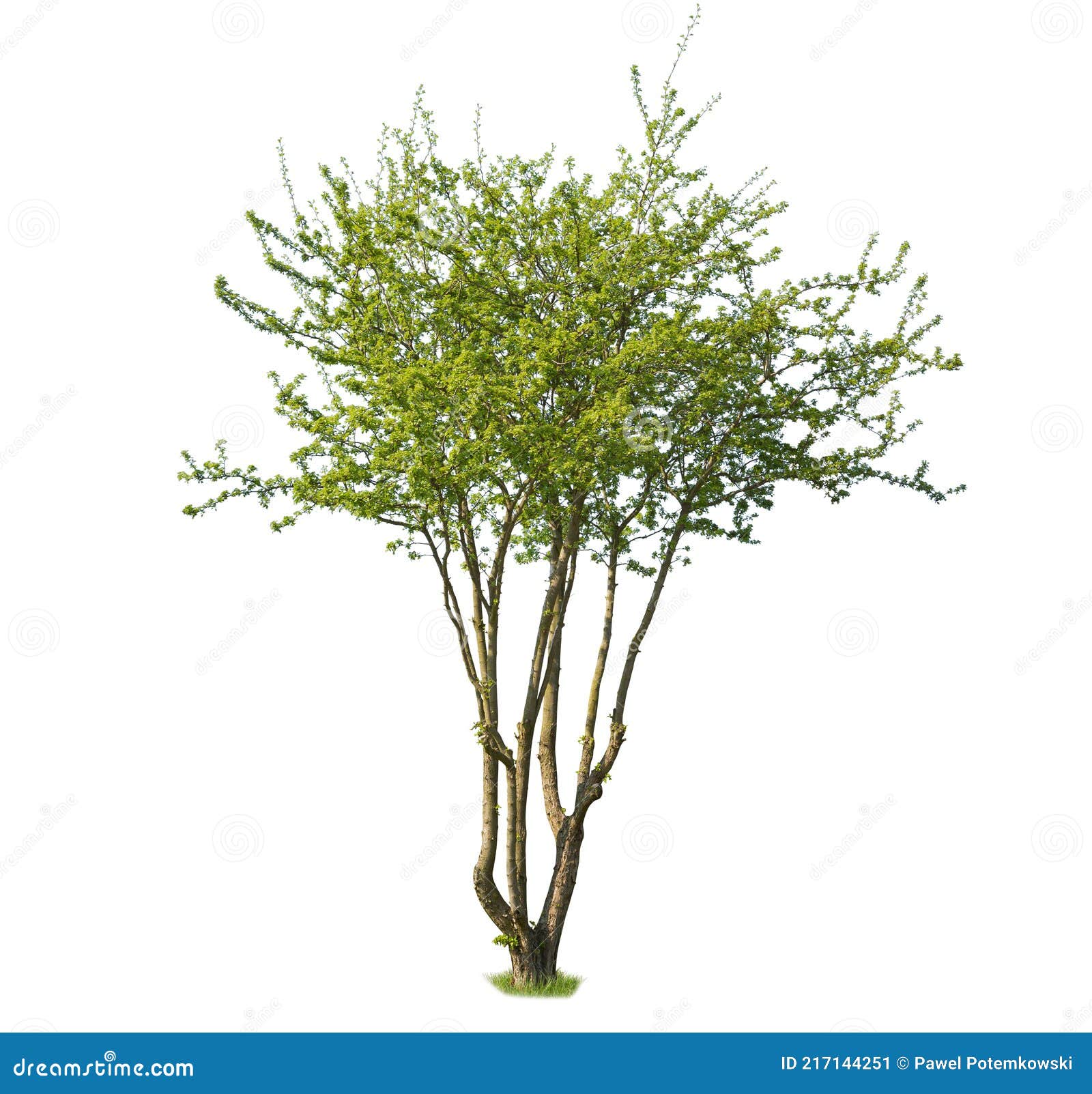 Cut Out Elm Tree, Isolated Tree with Green Leaves Stock Image - Image ...