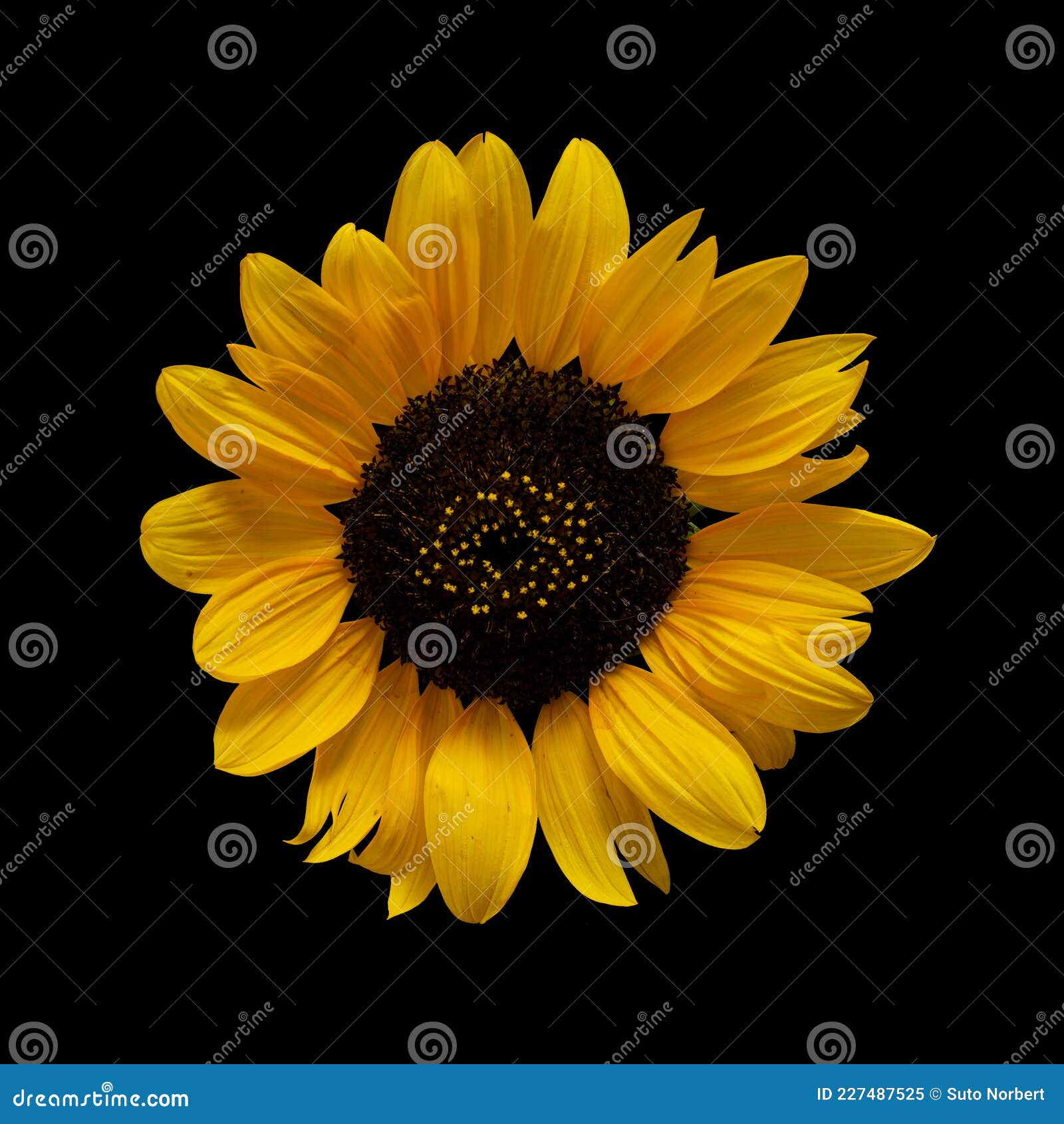 Cut Out Flower on Isolated Background Stock Image - Image of beauty ...