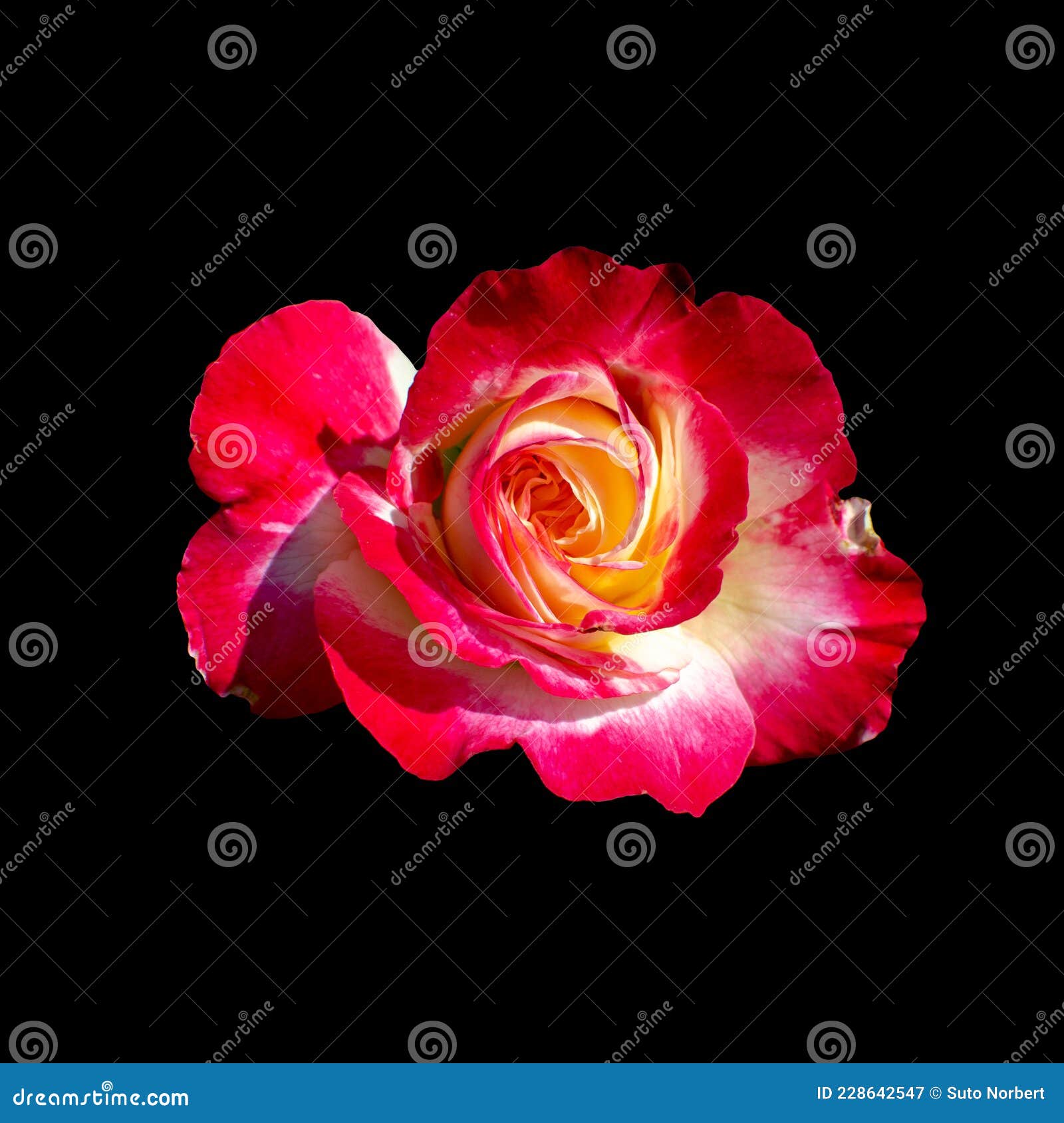 Cut Out Flower on Isolated Background Stock Image - Image of garden ...