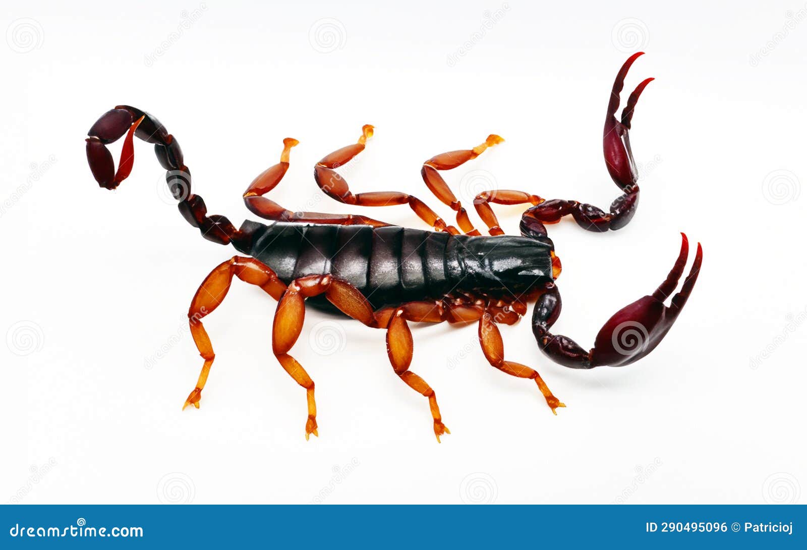 Cutout Object Shot of a Scorpion Isolated on White Background Stock ...