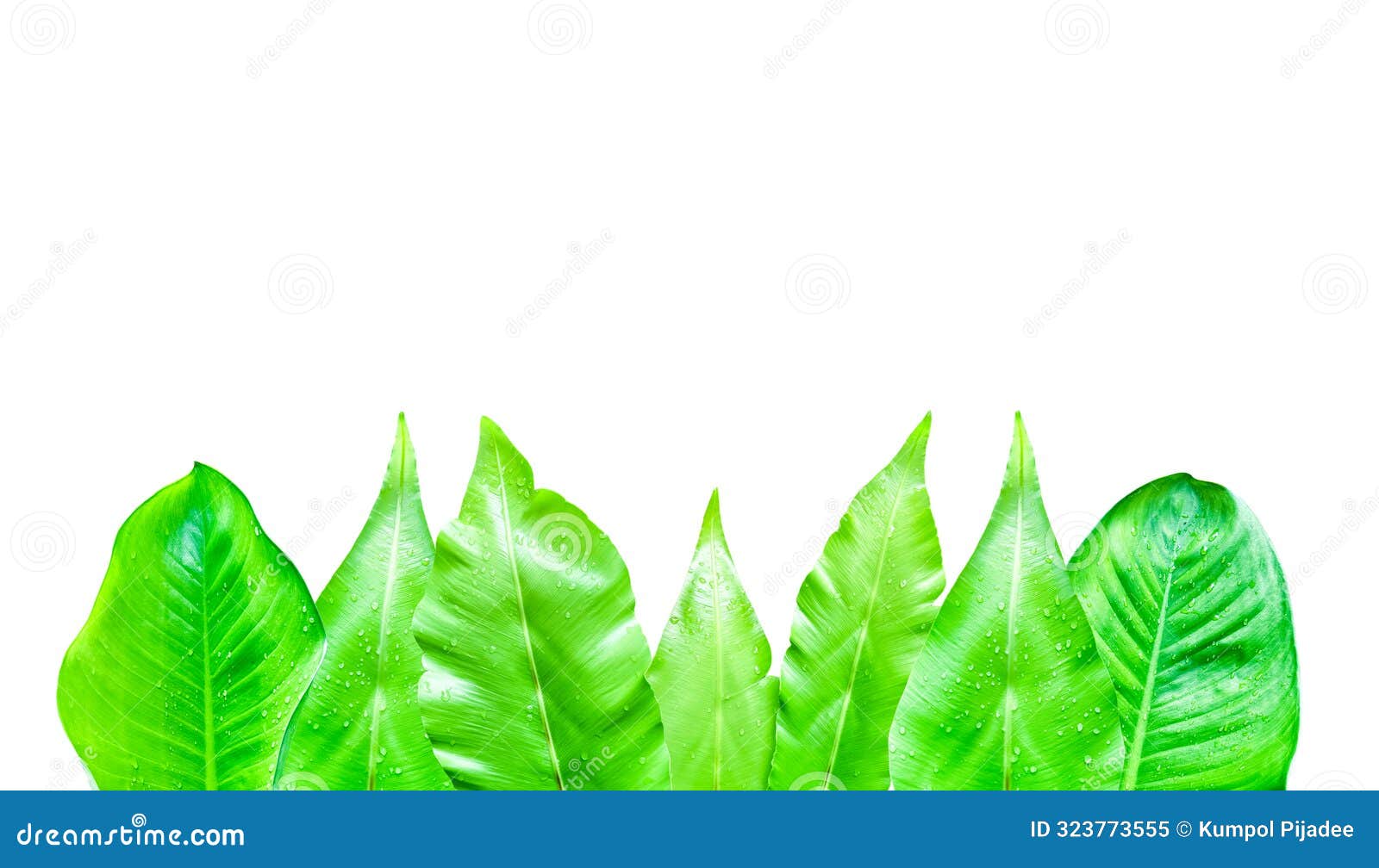A Cut-out of Leaves on a White Background with Clipping Paths Stock ...