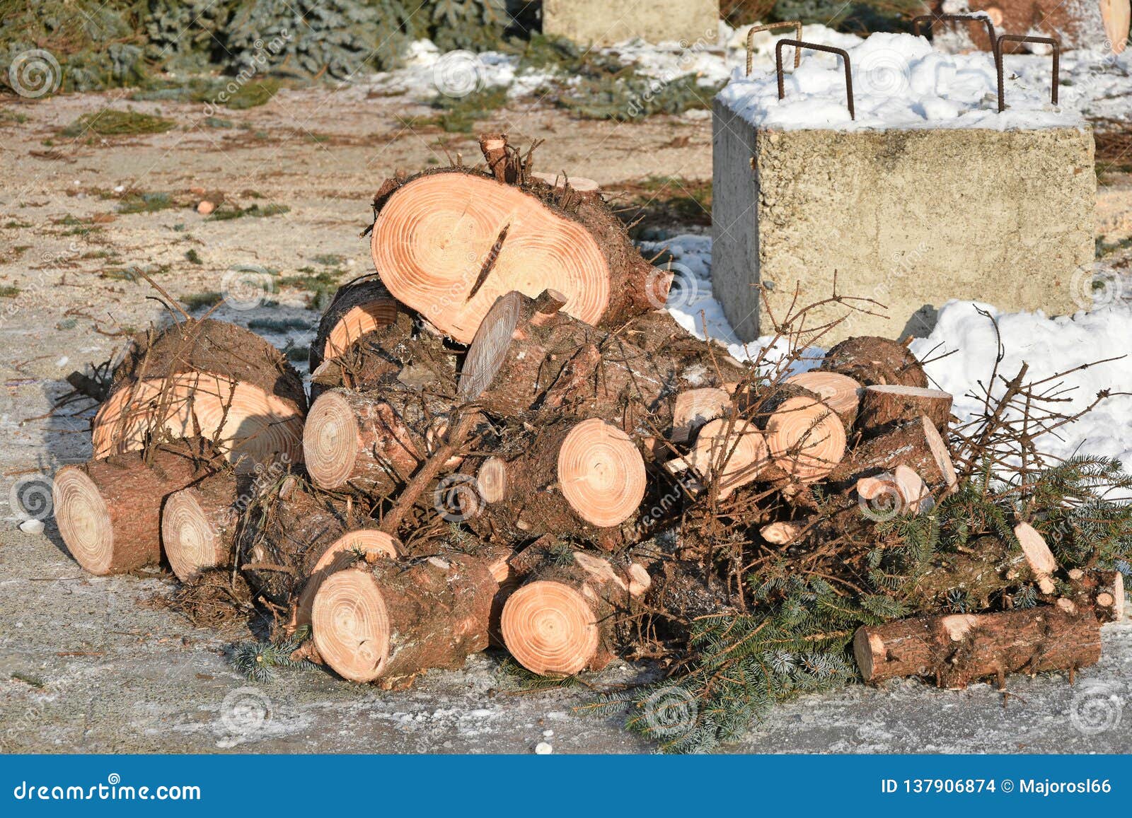 Cut-out Pine Tree Trunk and Branches Stock Photo - Image of sawing ...