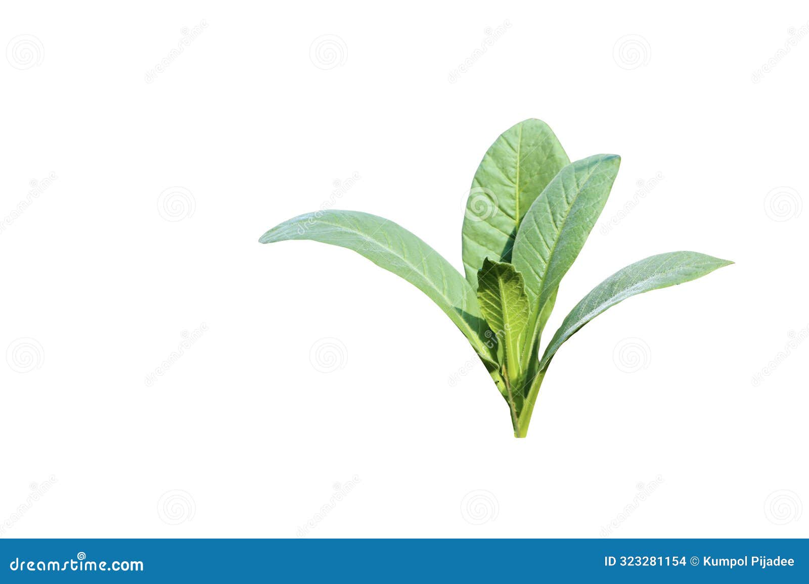 A Cut-out of a Tree Branch Tip on a White Background Stock Photo ...