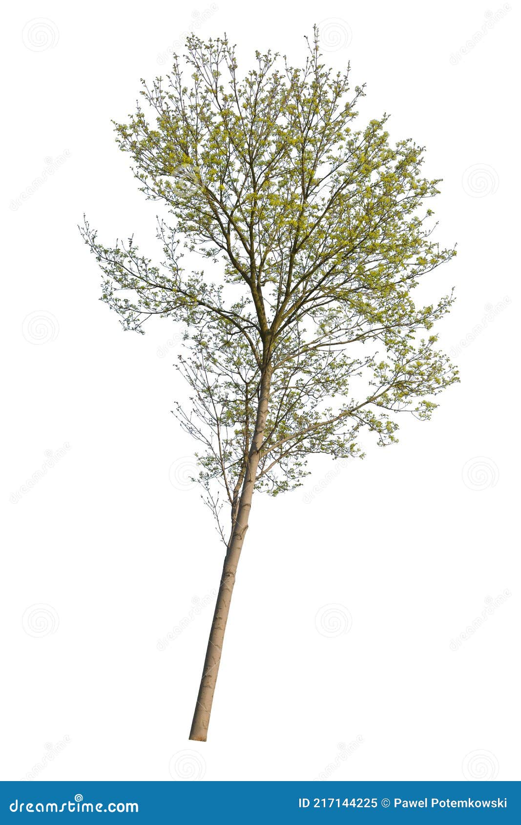 Cut Out Tree Isolated on White Background Stock Image - Image of leaf ...