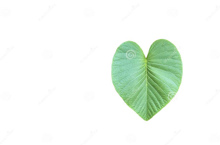 A Cut-out of Tree Leaf on a White Background with Clipping Paths Stock ...