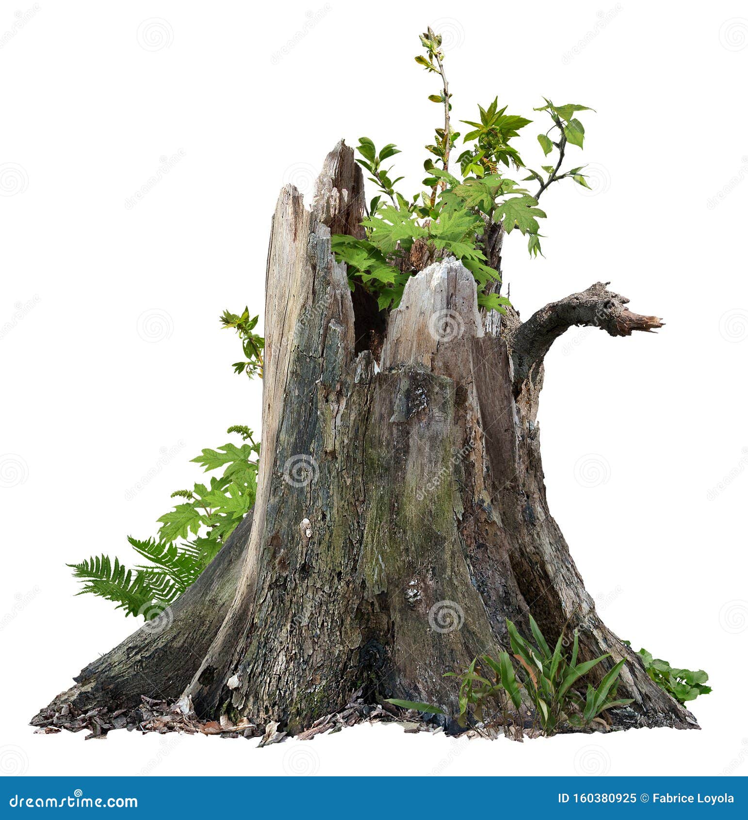 Cut Out Tree Stump. Broken Tree with Green Foliage Stock Image - Image ... Cut Out Tree Stump. Broken Tree with Green Foliage Stock Image - Image ...