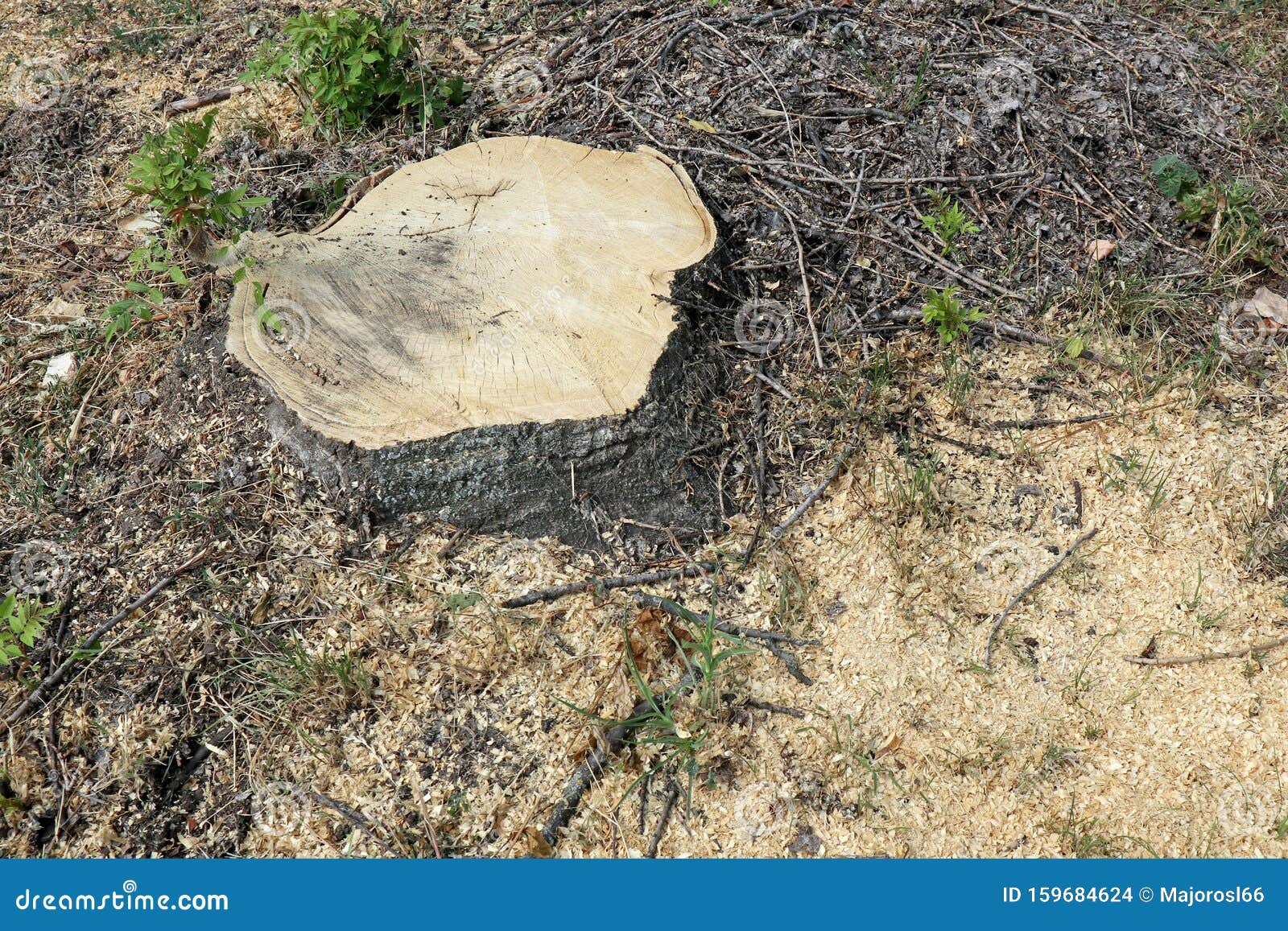 Cut-out Tree Trunk in the Woods Stock Photo - Image of deforestation ...