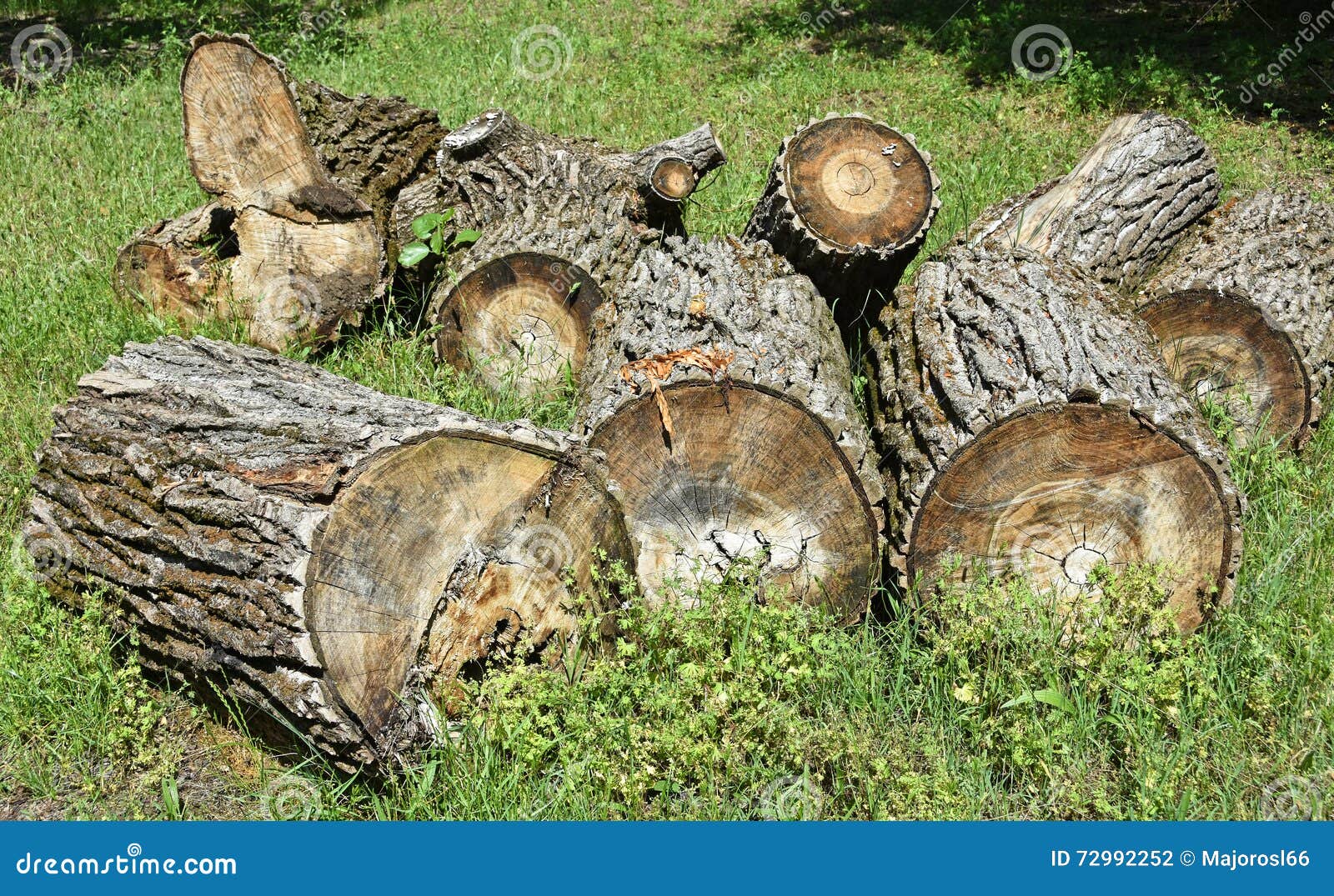 Cut out tree trunks stock photo. Image of trunks, ring - 72992252