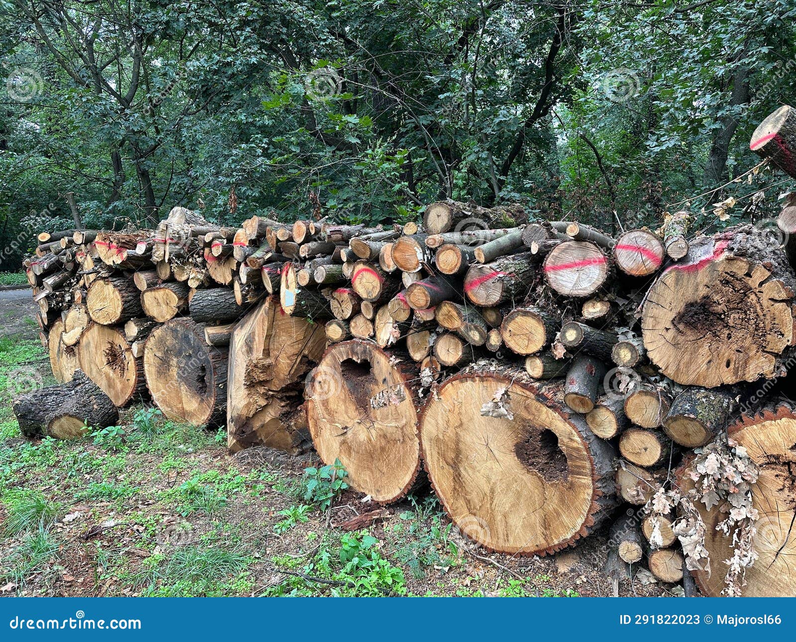 Cut-out Tree Trunks for Making Firewood Stock Image - Image of sale ...