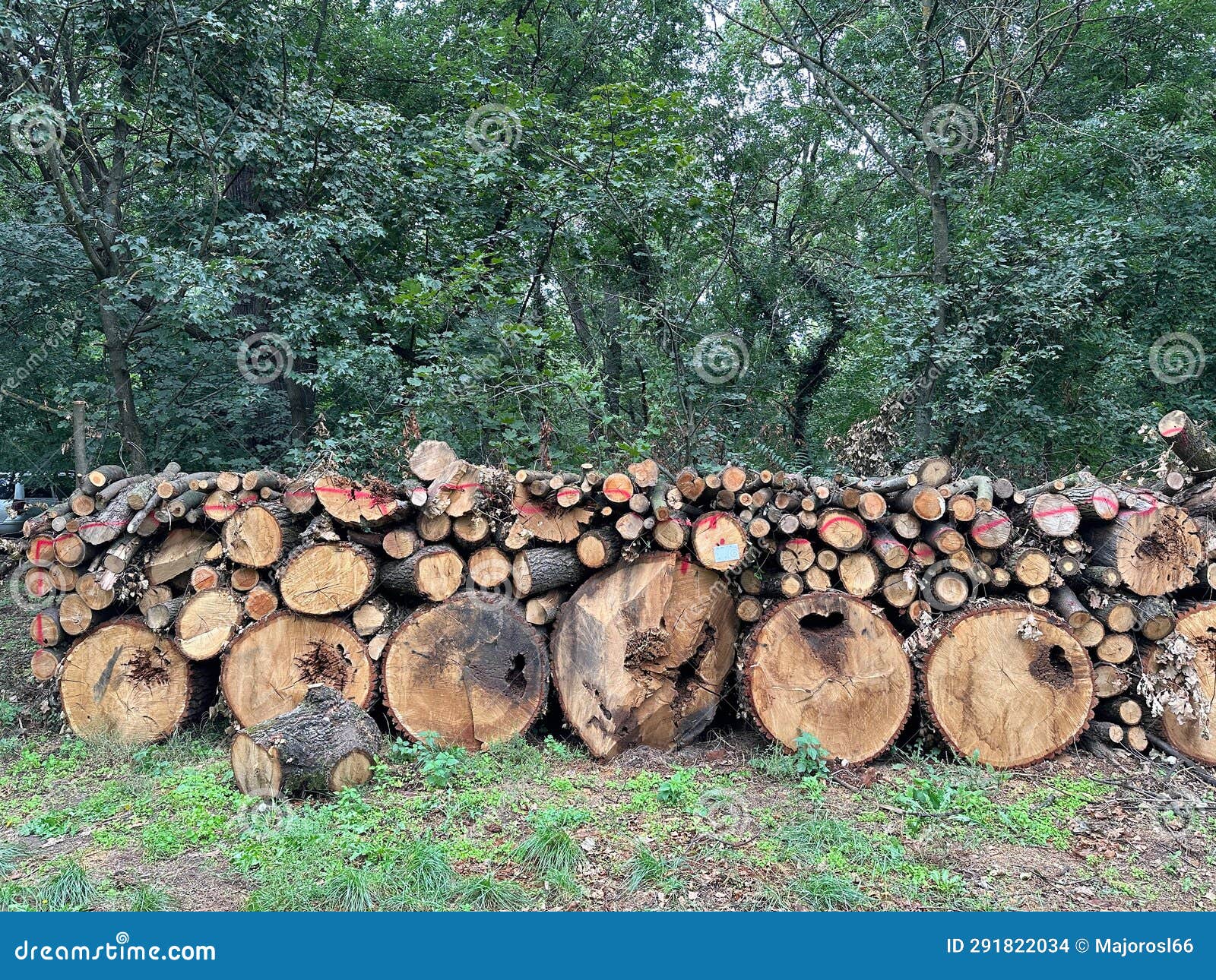 Cut-out Tree Trunks for Making Firewood Stock Photo - Image of tree ...