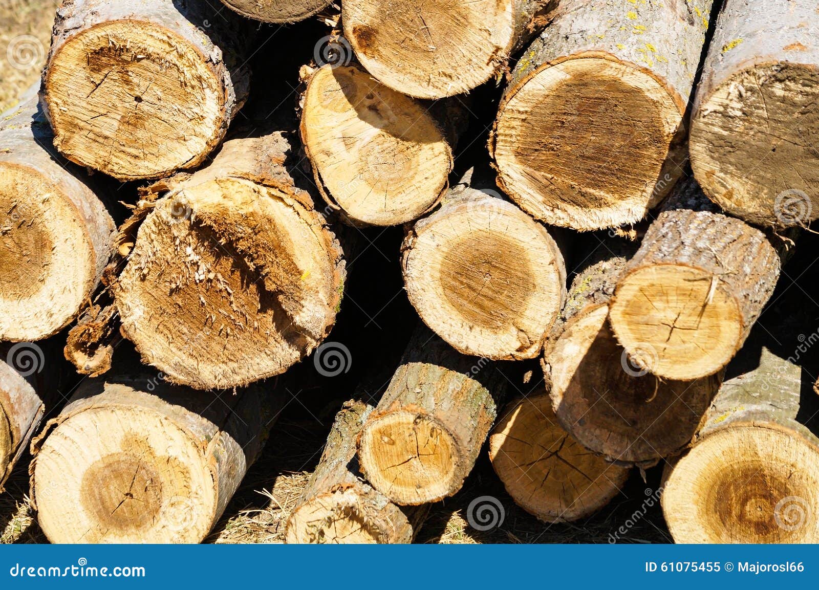 Cut out tree trunks stock image. Image of lumberjack - 61075455