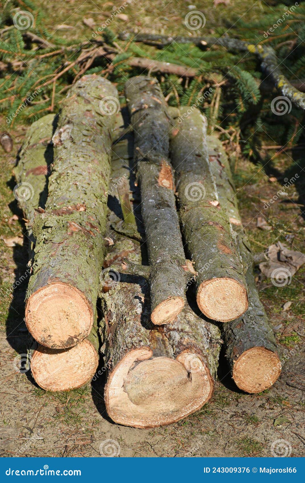 Cut-out Tree Trunks in the Woods Stock Photo - Image of tree, lumber ...