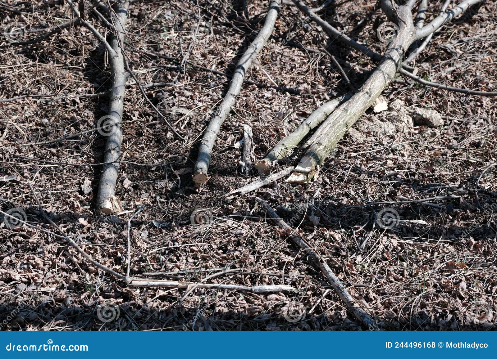 Cut Out Trees, Stolen Trees, Tree Stumps Stock Photo - Image of tree ...